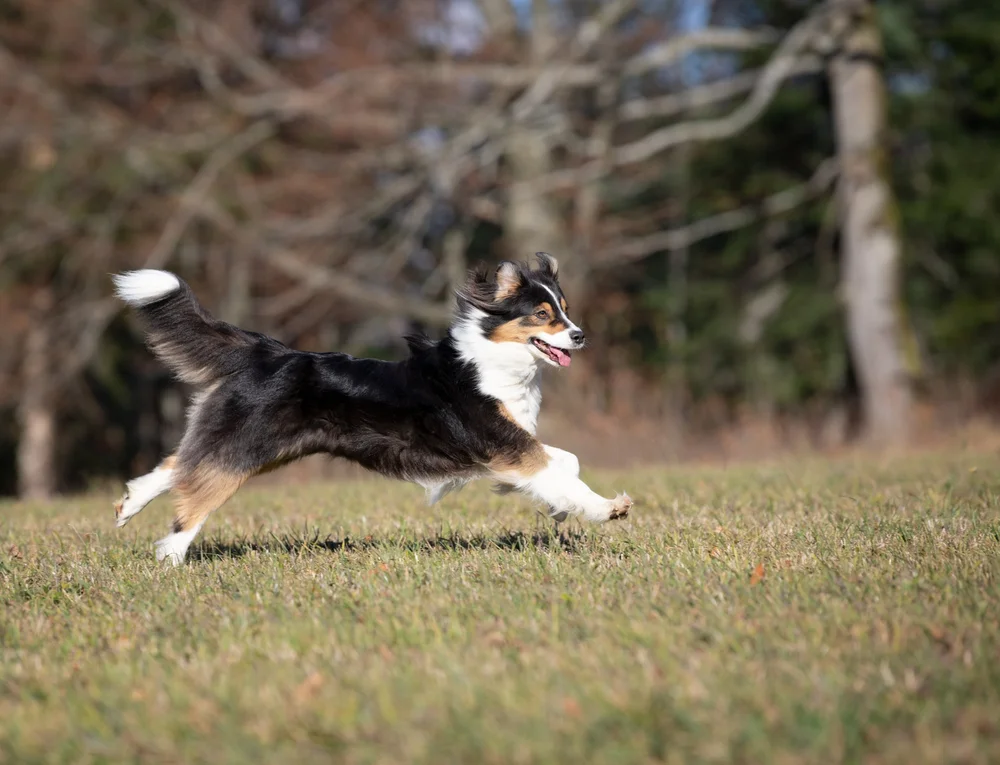 Spryng Health | Small Animal — Spryng with OsteoCushion Technology