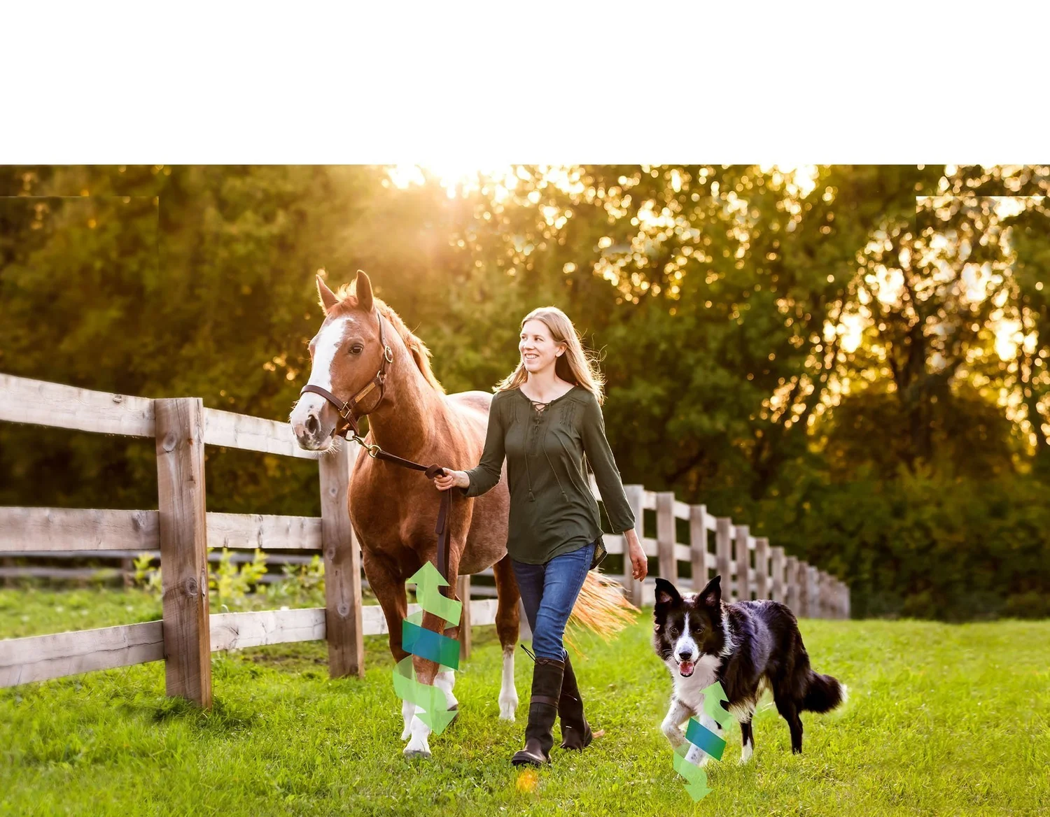 Spryng | Veterinary injection treatment for lameness, joint pain and OA