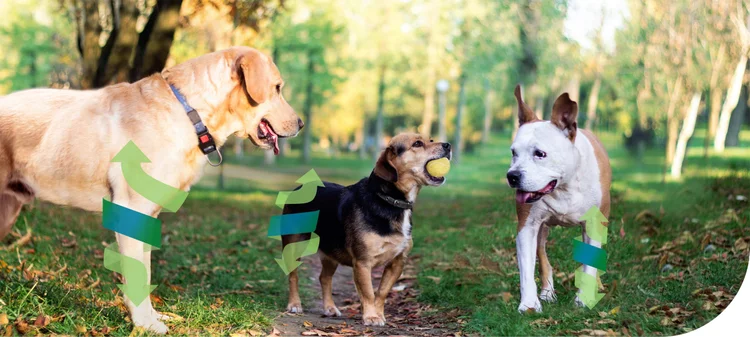 Spryng Health | Small Animal — Spryng with OsteoCushion Technology