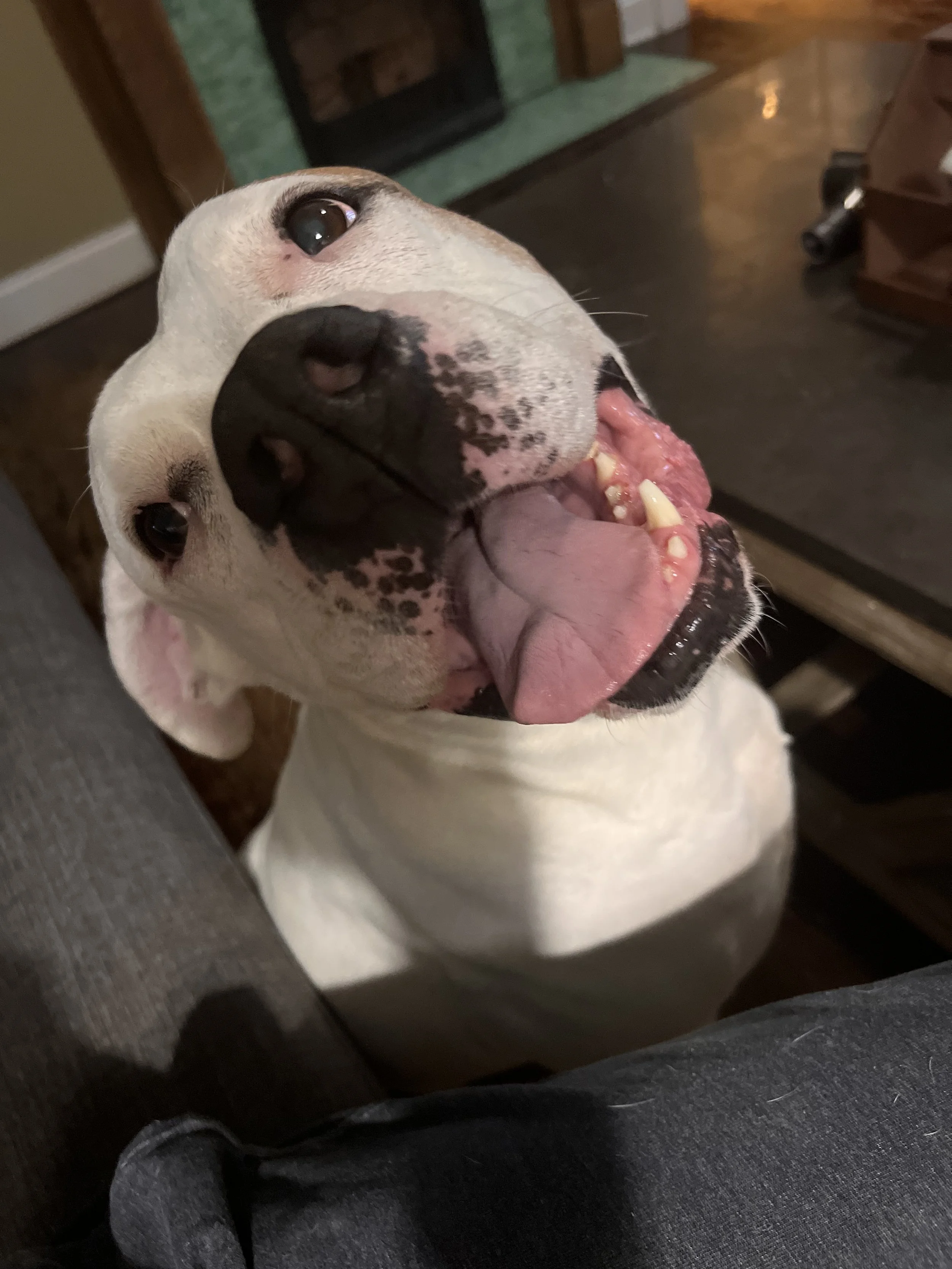 BAXTER : joint issues post surgery > — Spryng™ with OsteoCushion ...