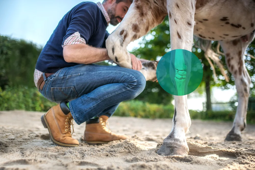 Equine — Spryng™ with OsteoCushion™ Technology