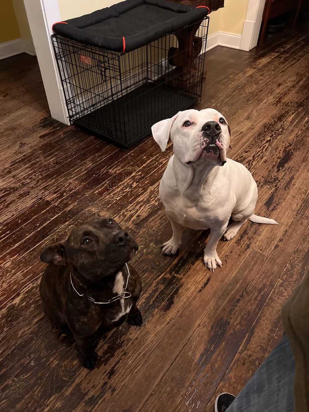 BAXTER : joint issues post surgery > — Spryng™ with OsteoCushion ...