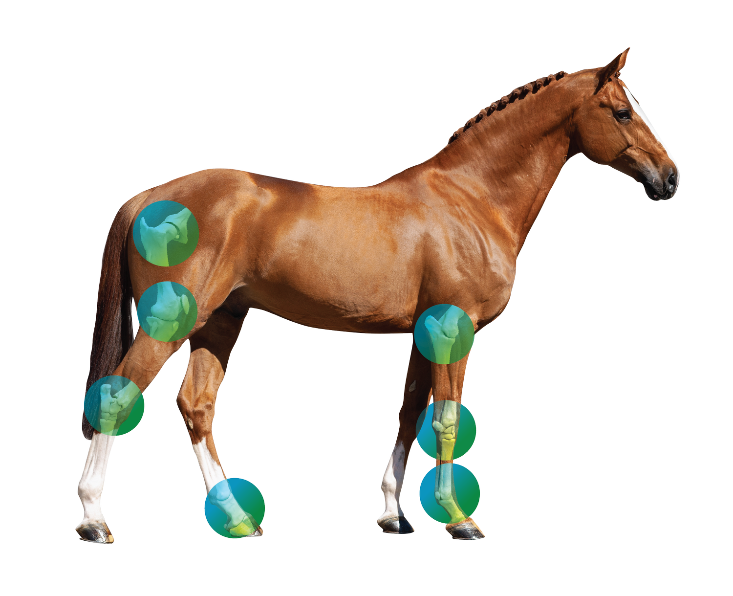 Spryng | Veterinary injection treatment for lameness, joint pain and OA