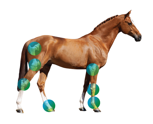 Spryng | Veterinary injection treatment for lameness, joint pain and OA