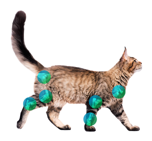 Spryng Health | Small Animal — Spryng with OsteoCushion Technology