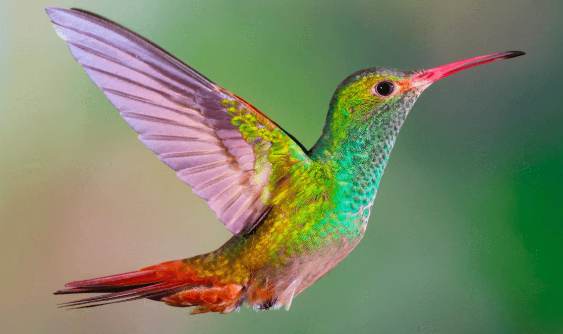 Shamanic Massage Packages | Shaman San Diego — Royal Hummingbird