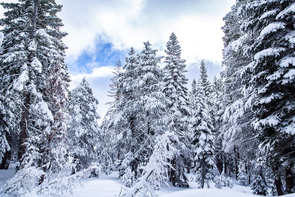 Lake Alpine, A Winter Wonderland in the Sierras — Marisa Vitale