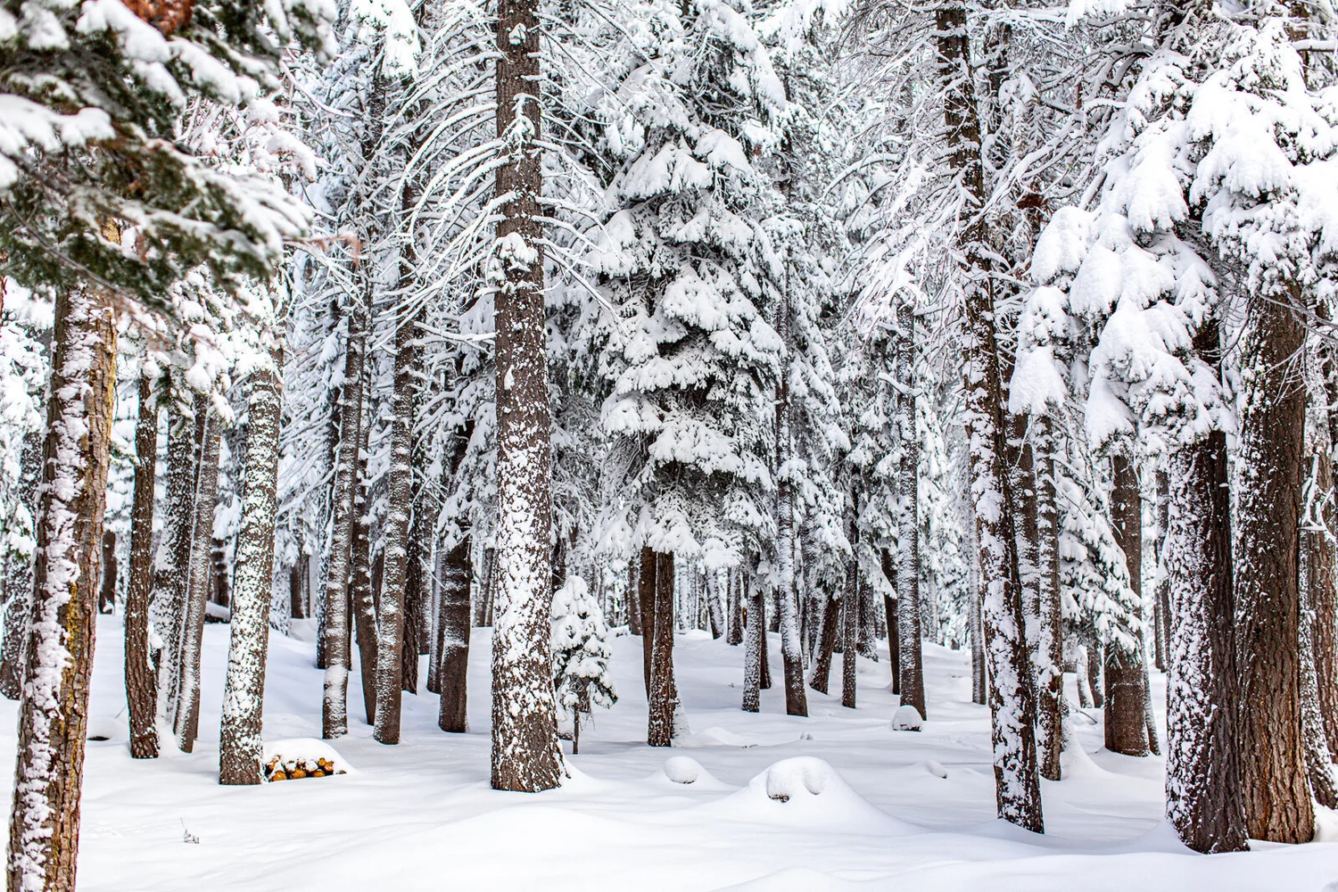 Lake Alpine, A Winter Wonderland in the Sierras — Marisa Vitale