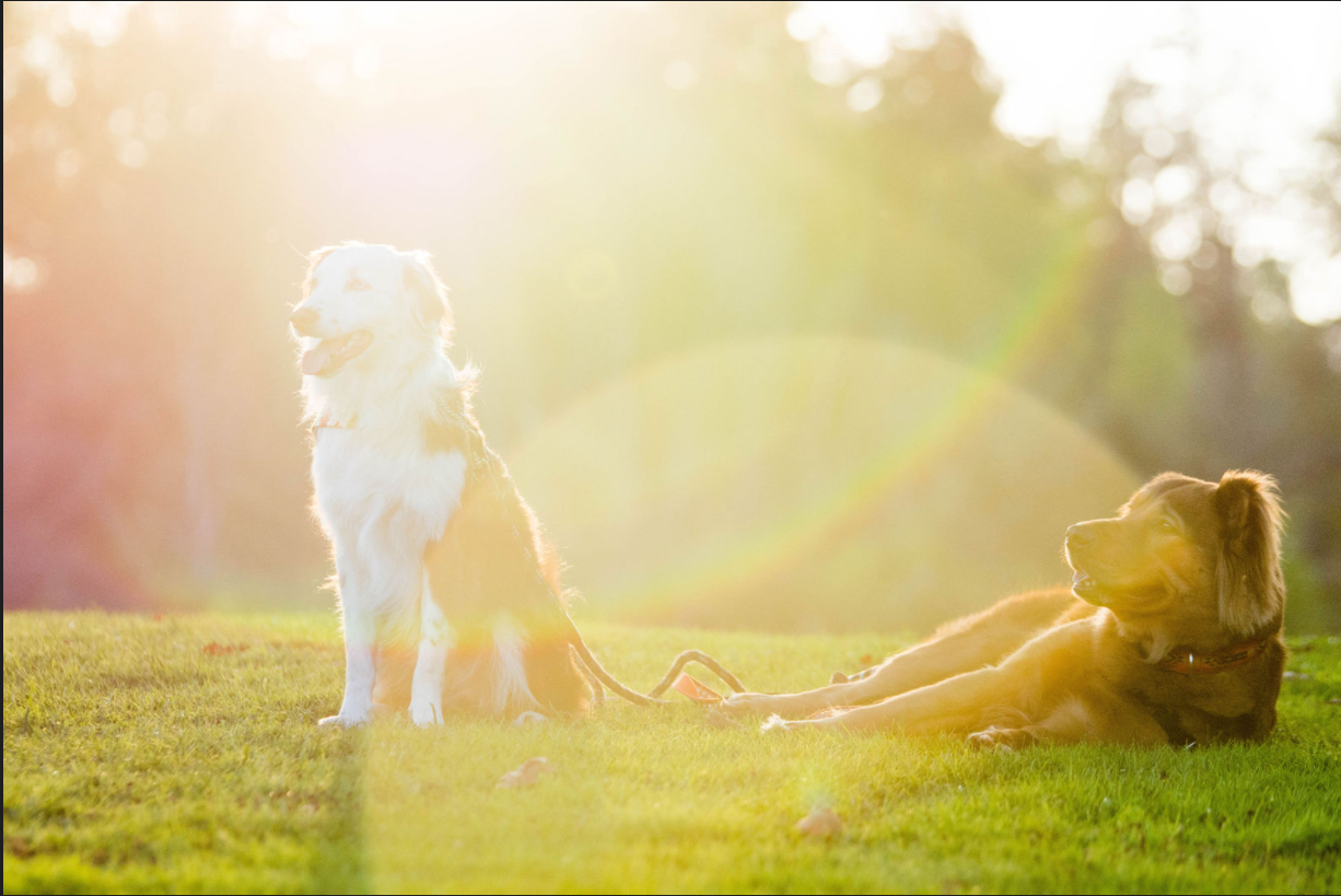 Goat & Bear Grooming Salon