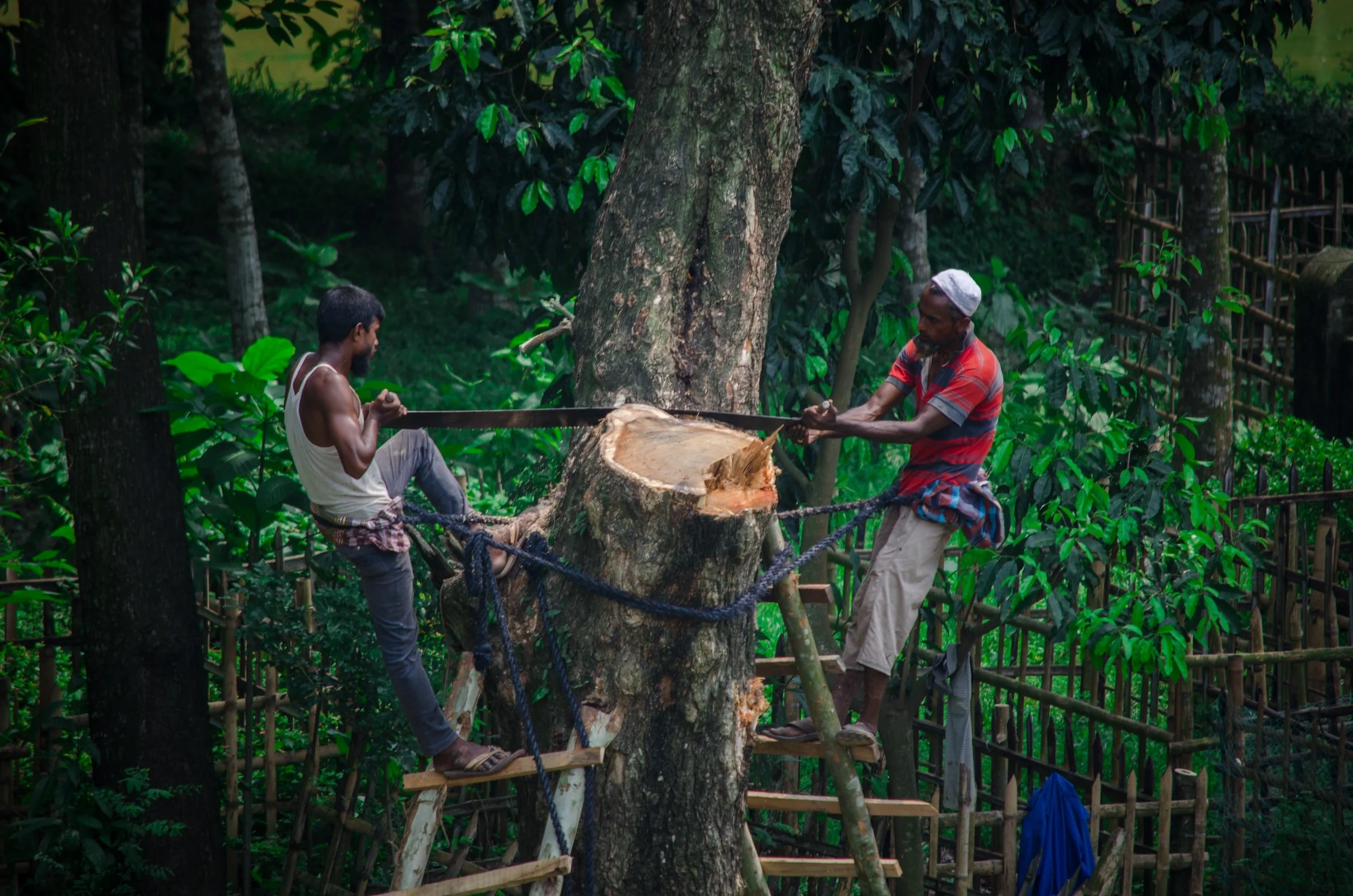 Palm Oil - The Facts Explained — Wildlife & Welfare