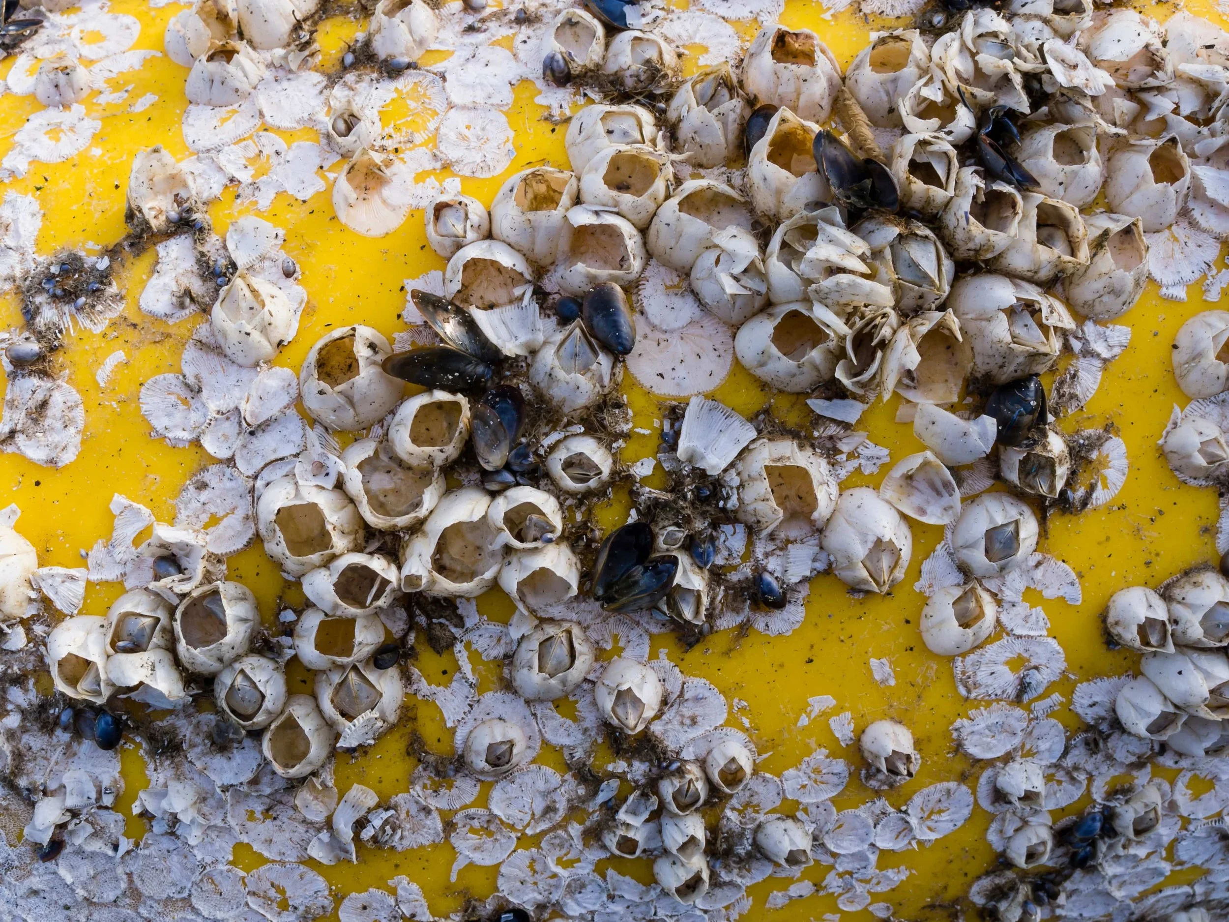 Biofouling - What is it and why should we care? — Wildlife & Welfare