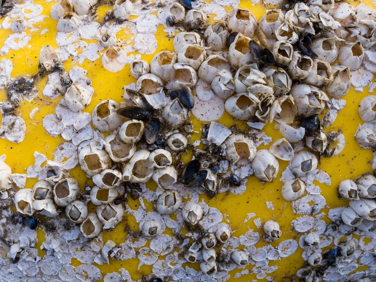 Biofouling - What is it and why should we care? — Wildlife & Welfare