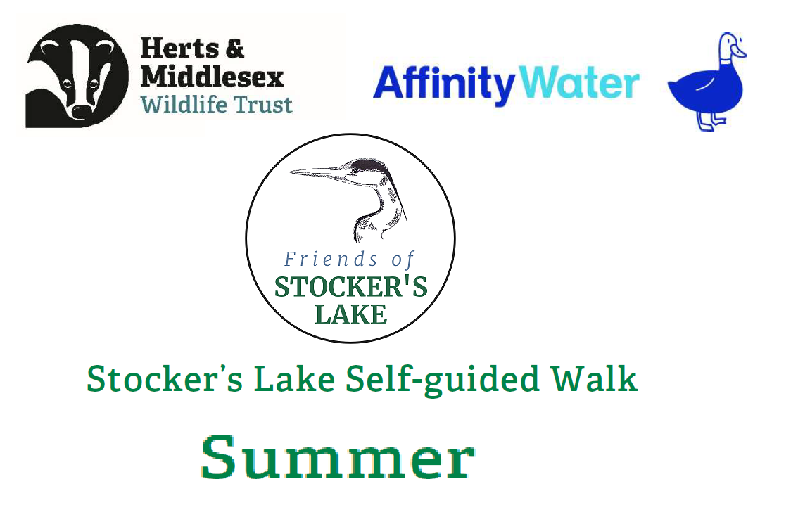 Visit Stocker's Lake — Friends of Stocker's Lake