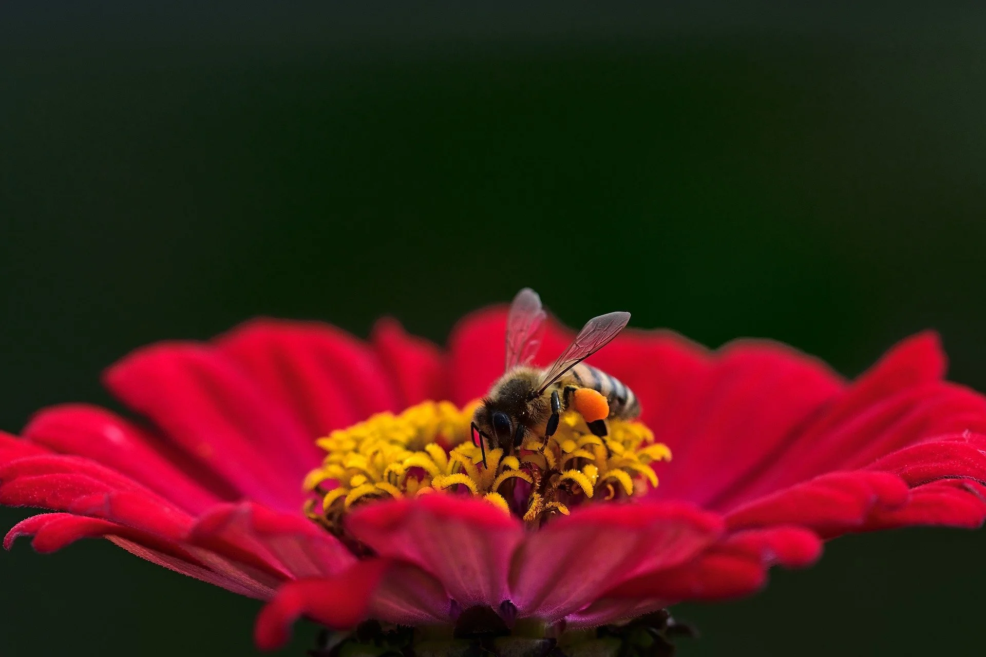 Board of Directors — Gardeners Connect