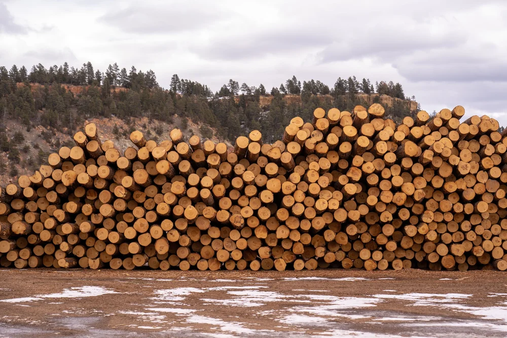 WOOD FIBER — Bearlodge Forest Products