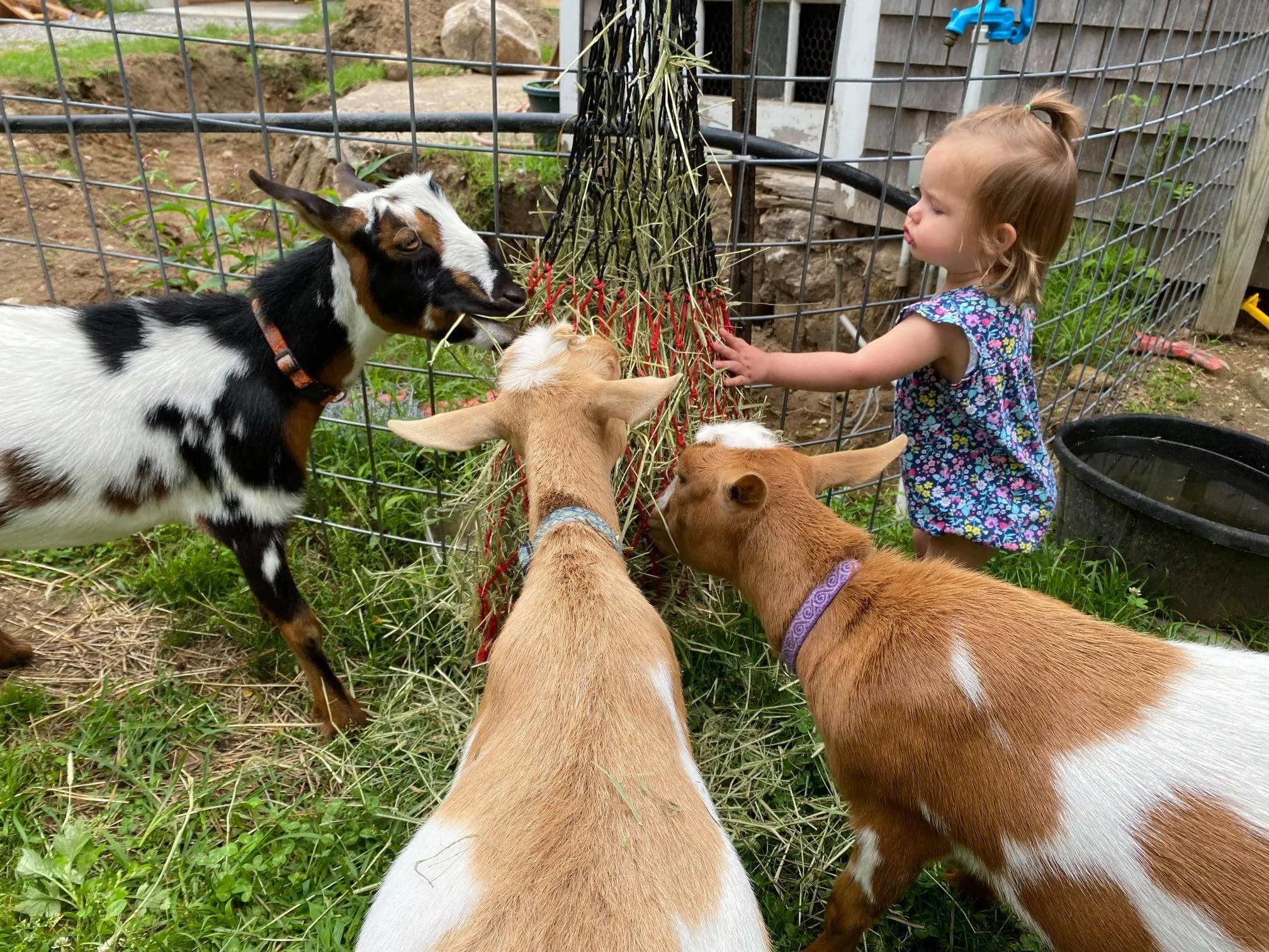 The Gentle Farm Wakefield, RI