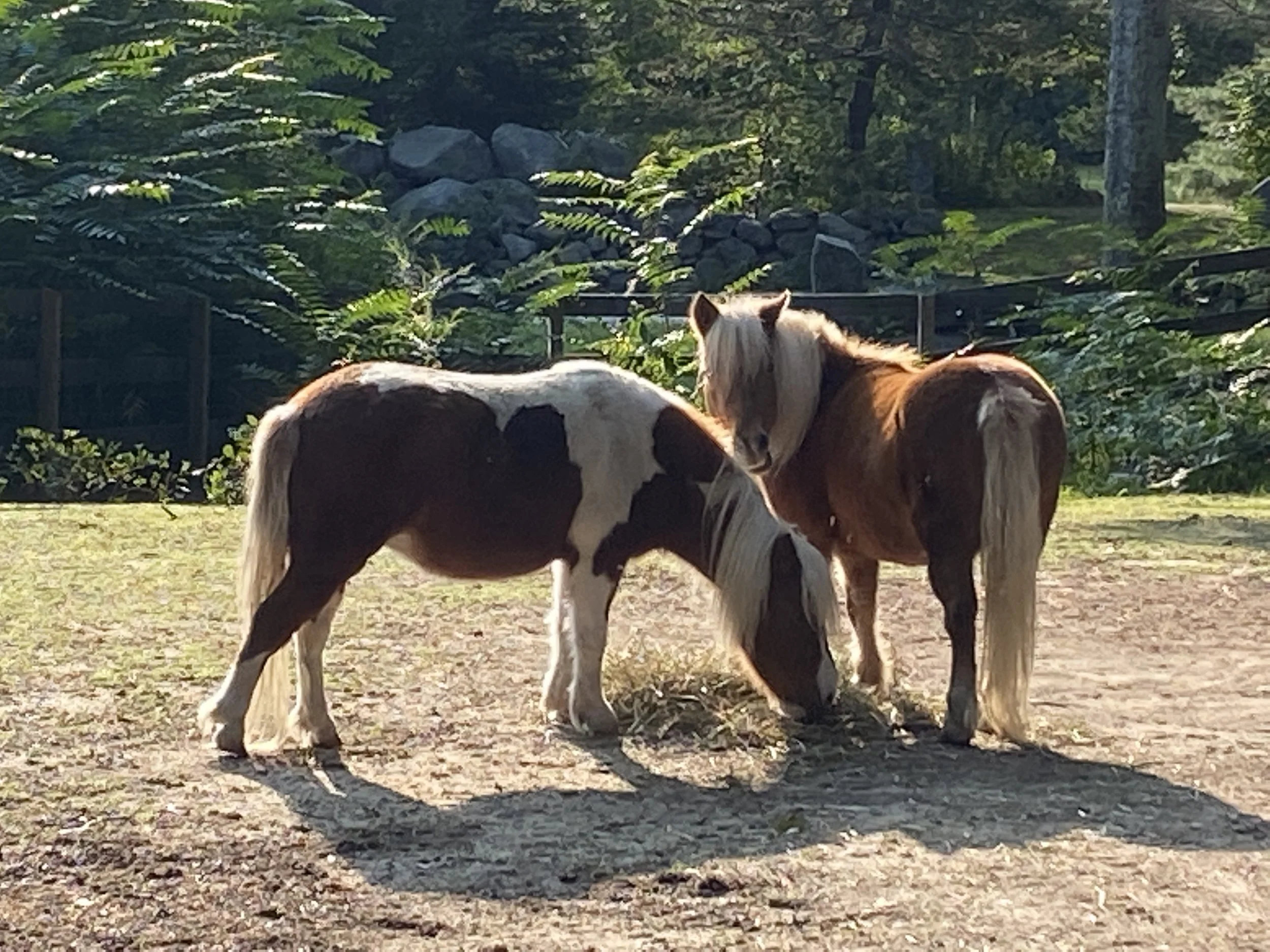 Meet Our Animals — The Gentle Farm Wakefield, RI
