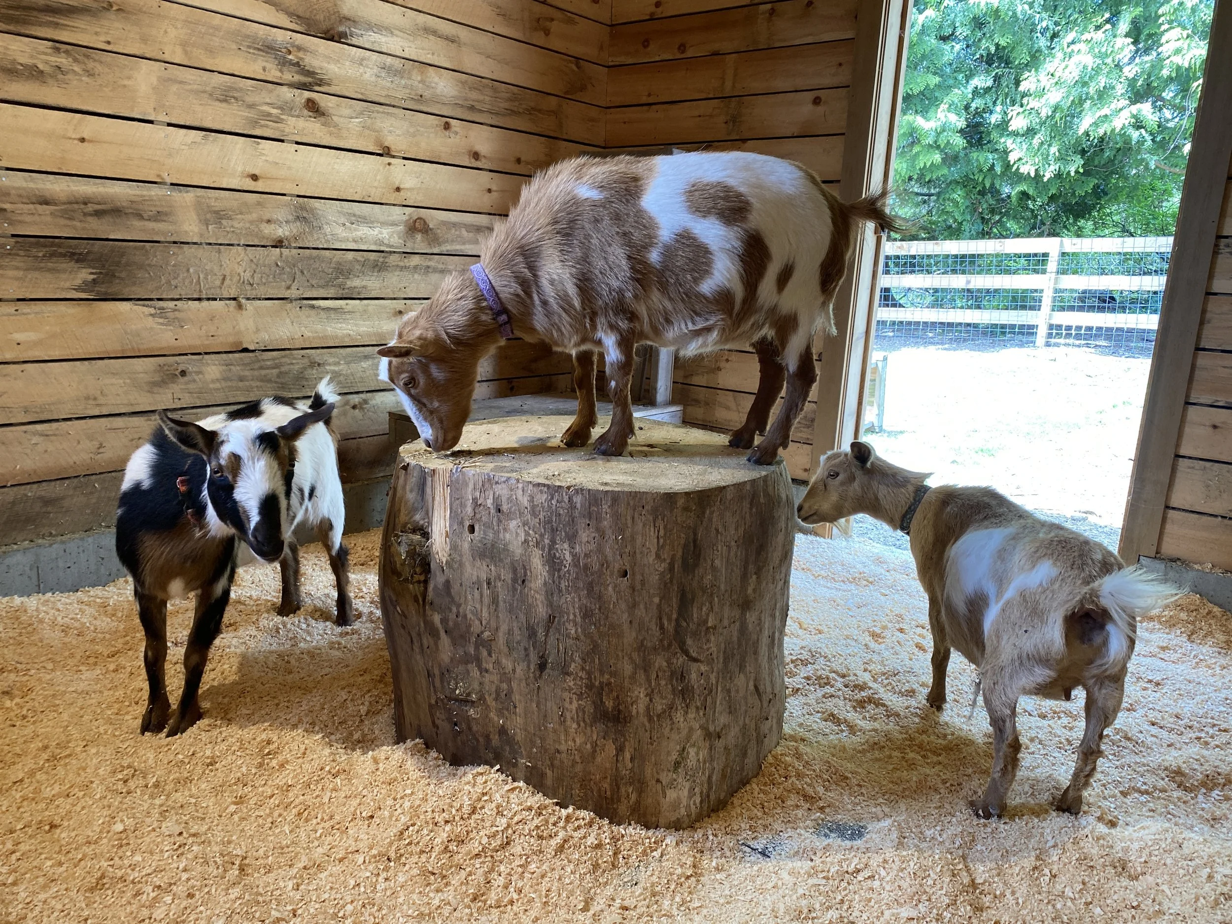 Meet Our Animals — The Gentle Farm Wakefield, RI