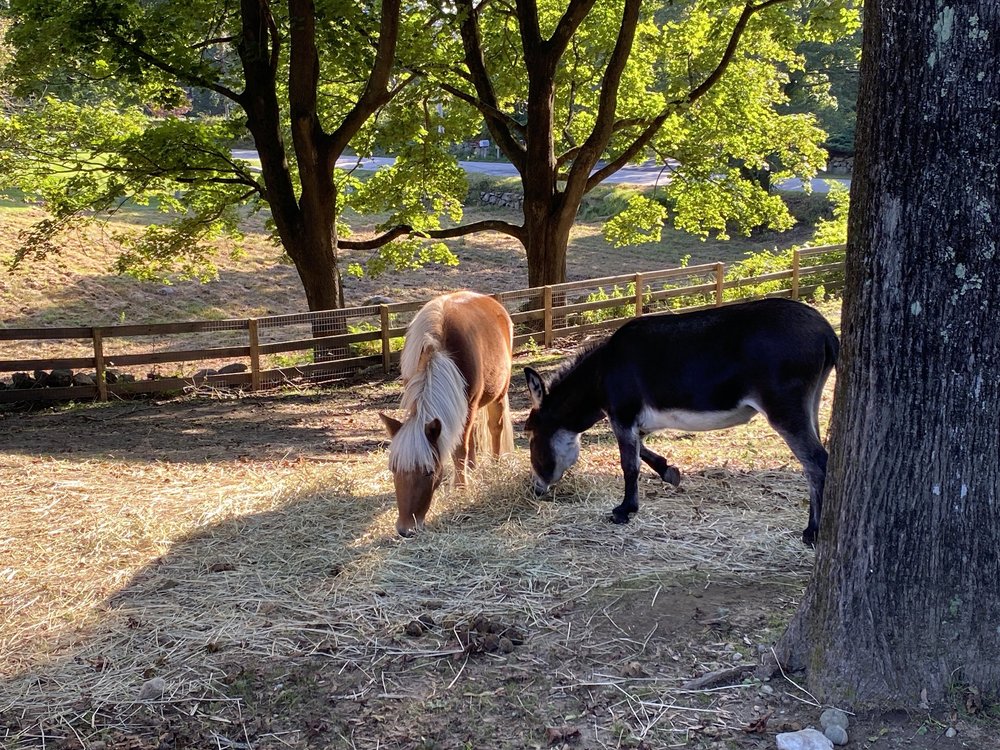 Plan A Visit — The Gentle Farm Wakefield, RI