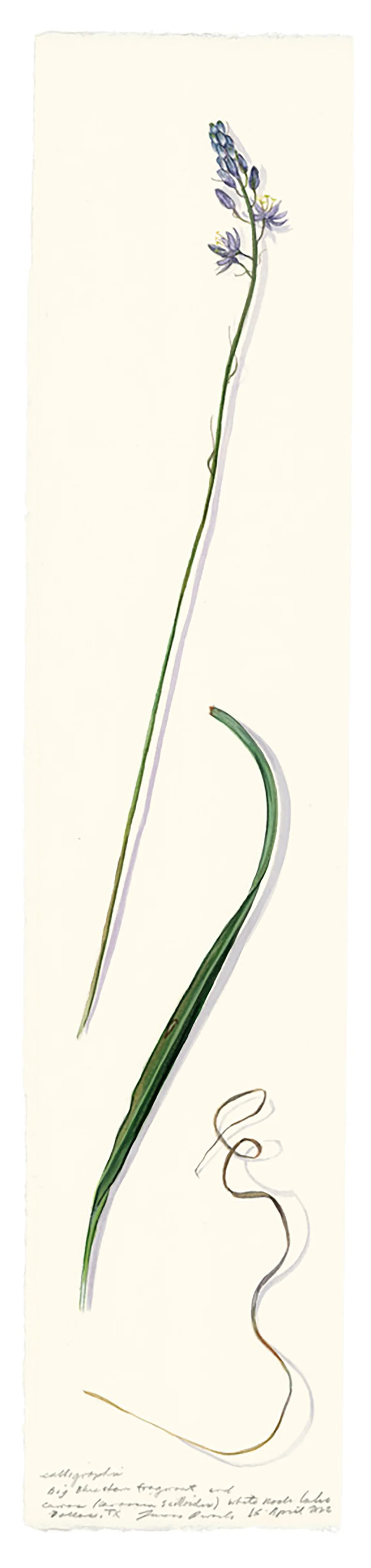 Amon Carter Museum of American Art — James Prosek