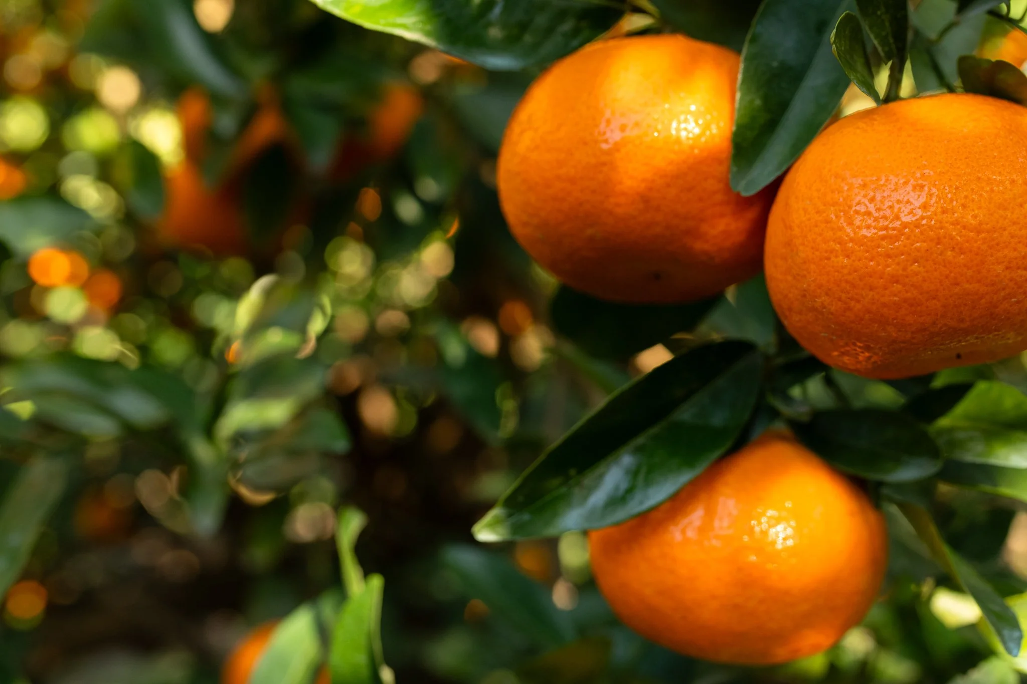 Mandarins — Ironbark Citrus