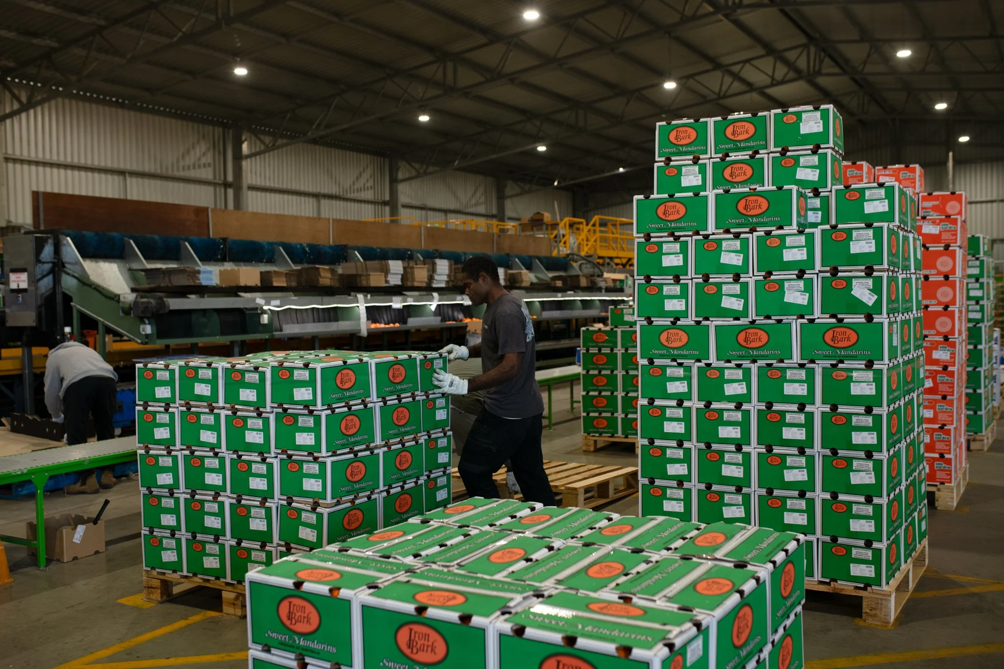 Premium Australian Mandarins | Ironbark Citrus | Mundubbera, Queensland ...