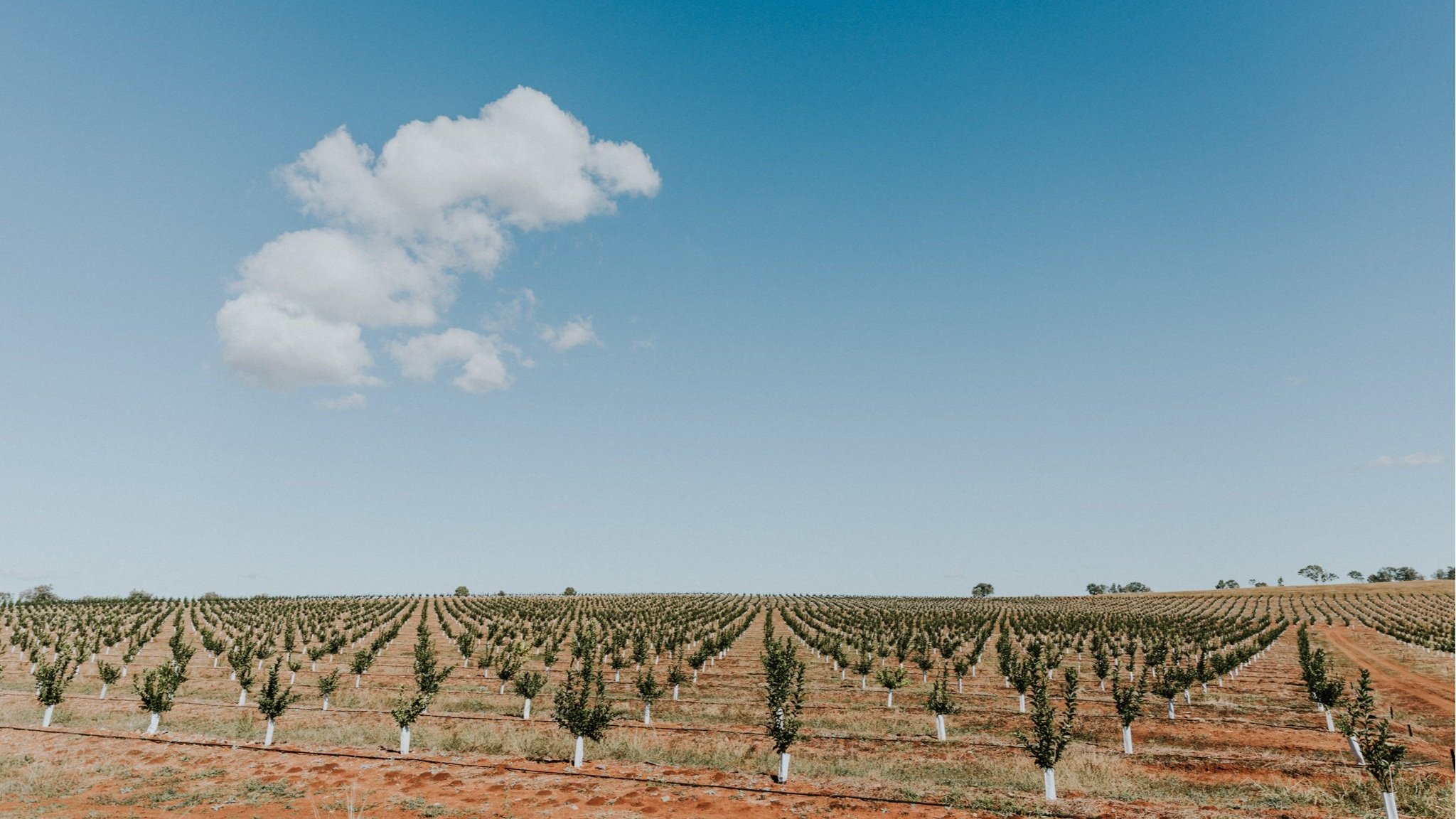 About — Ironbark Citrus