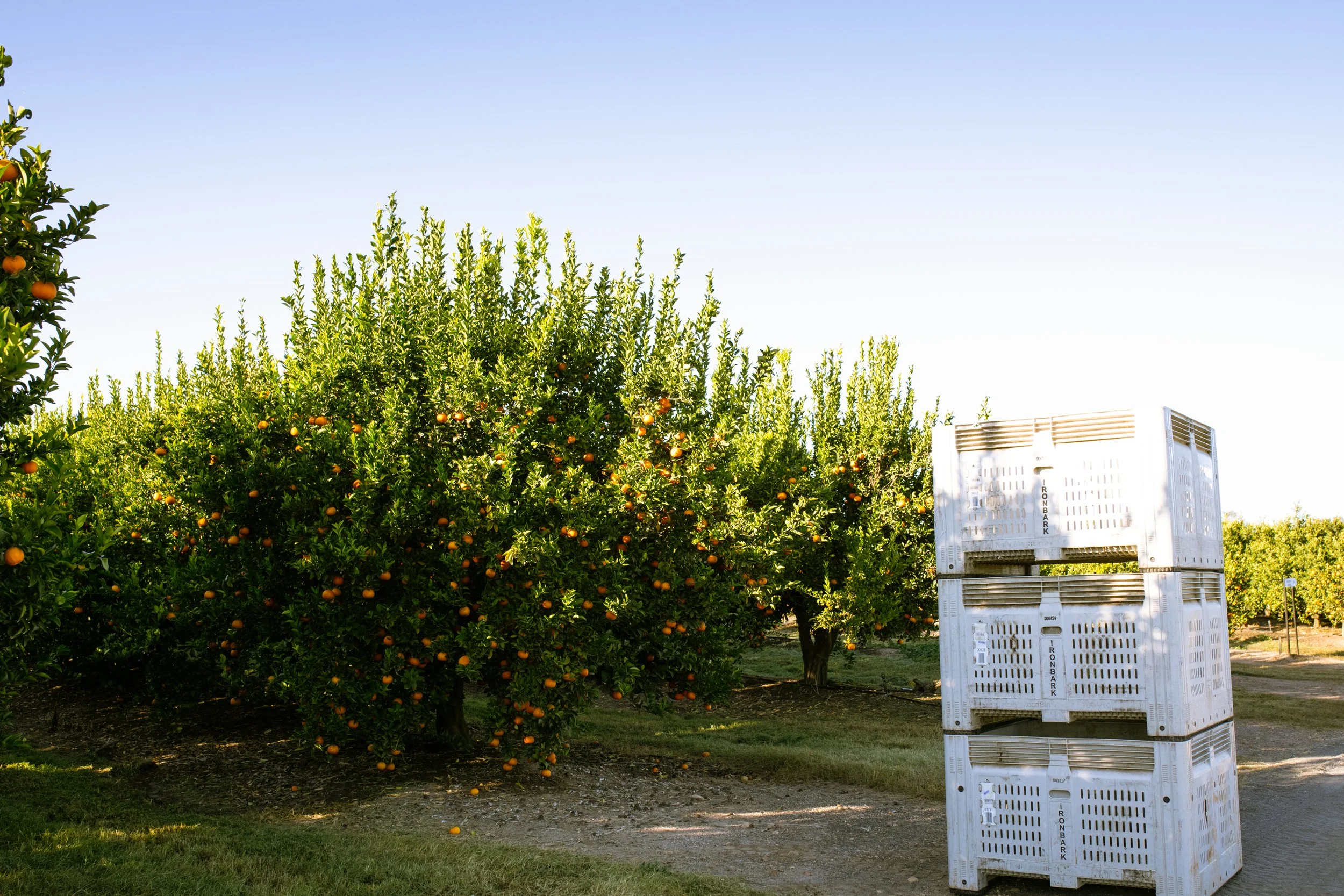 Premium Australian Mandarins | Ironbark Citrus | Mundubbera, Queensland ...