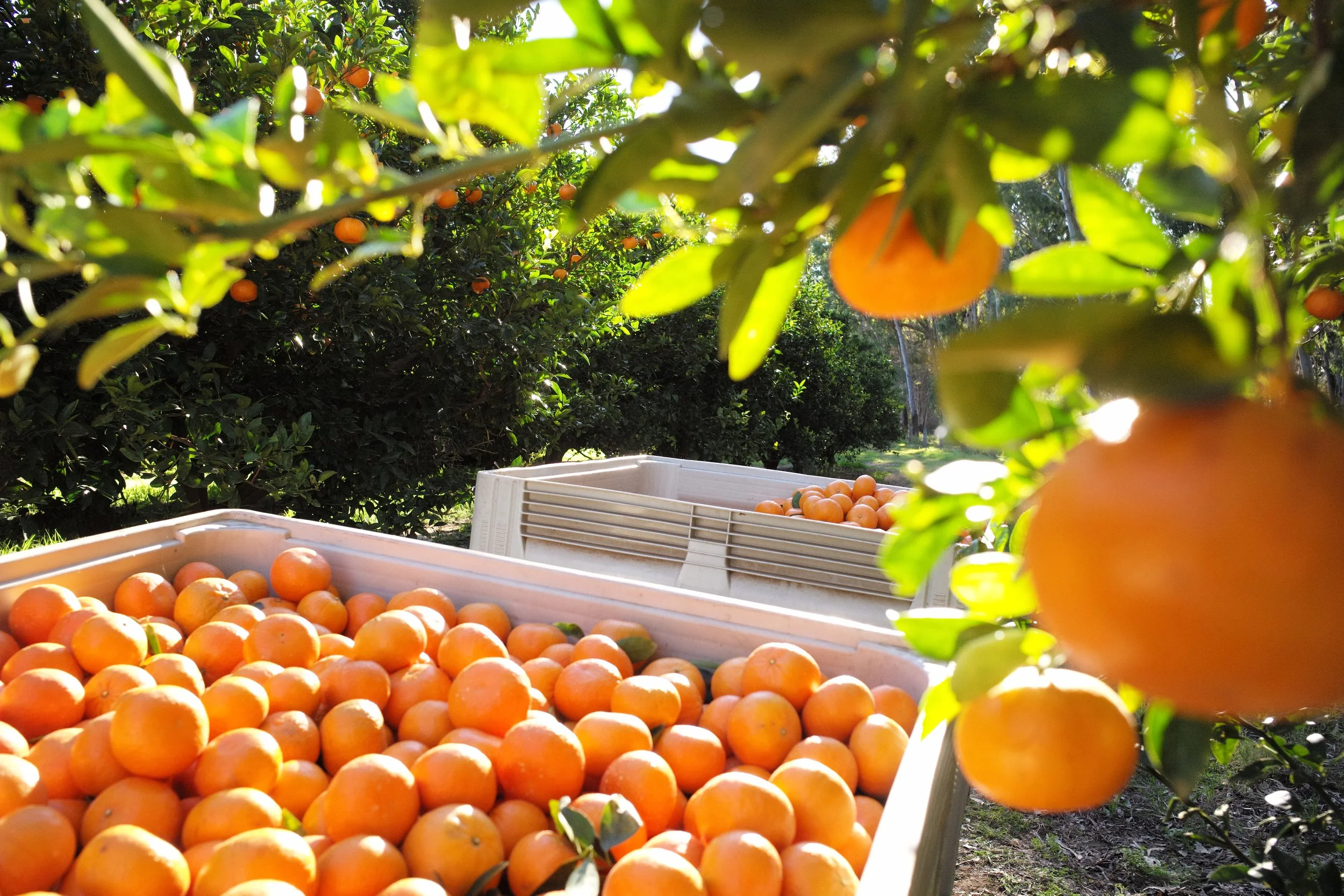 Ironbark Citrus
