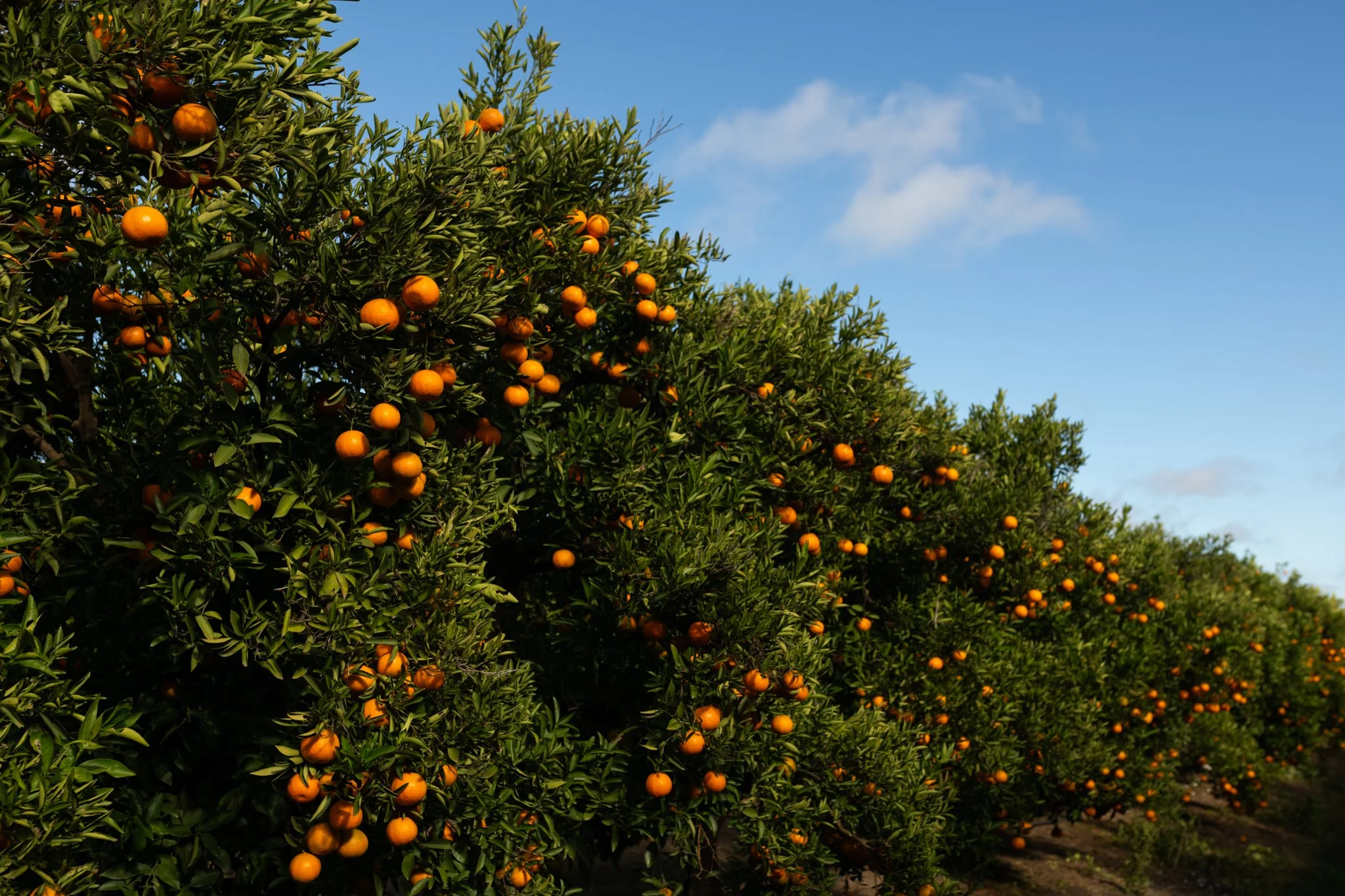 Mandarins — Ironbark Citrus