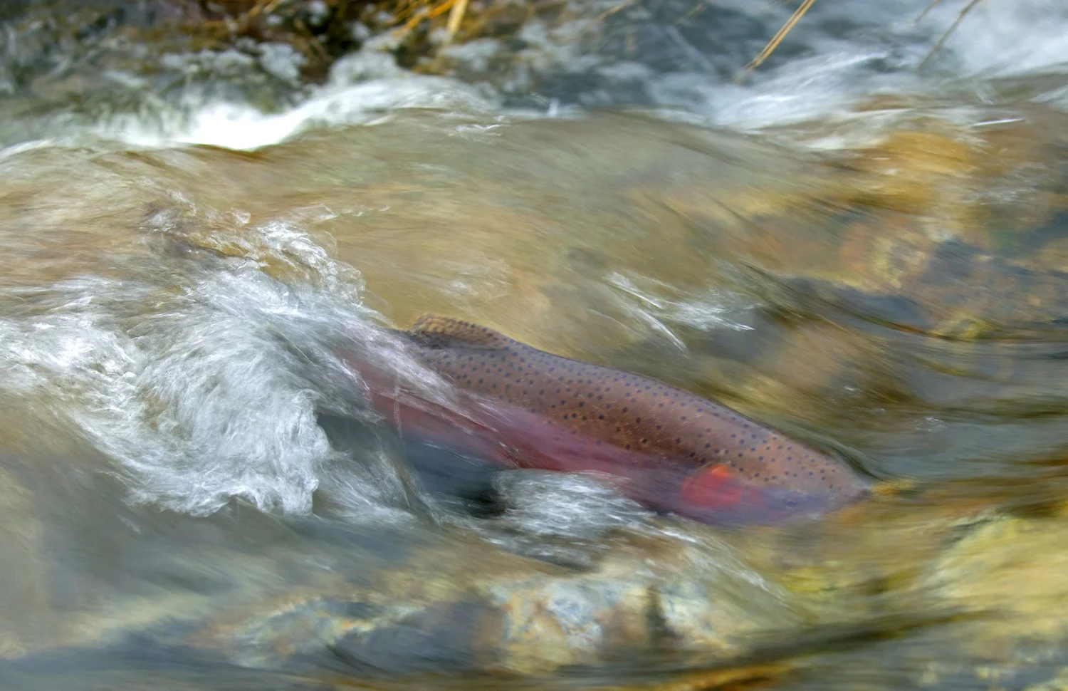 Bonneville Cutthroat-Lahontan Cutthroat--Kokanee-Rio Grande Cutthroat ...