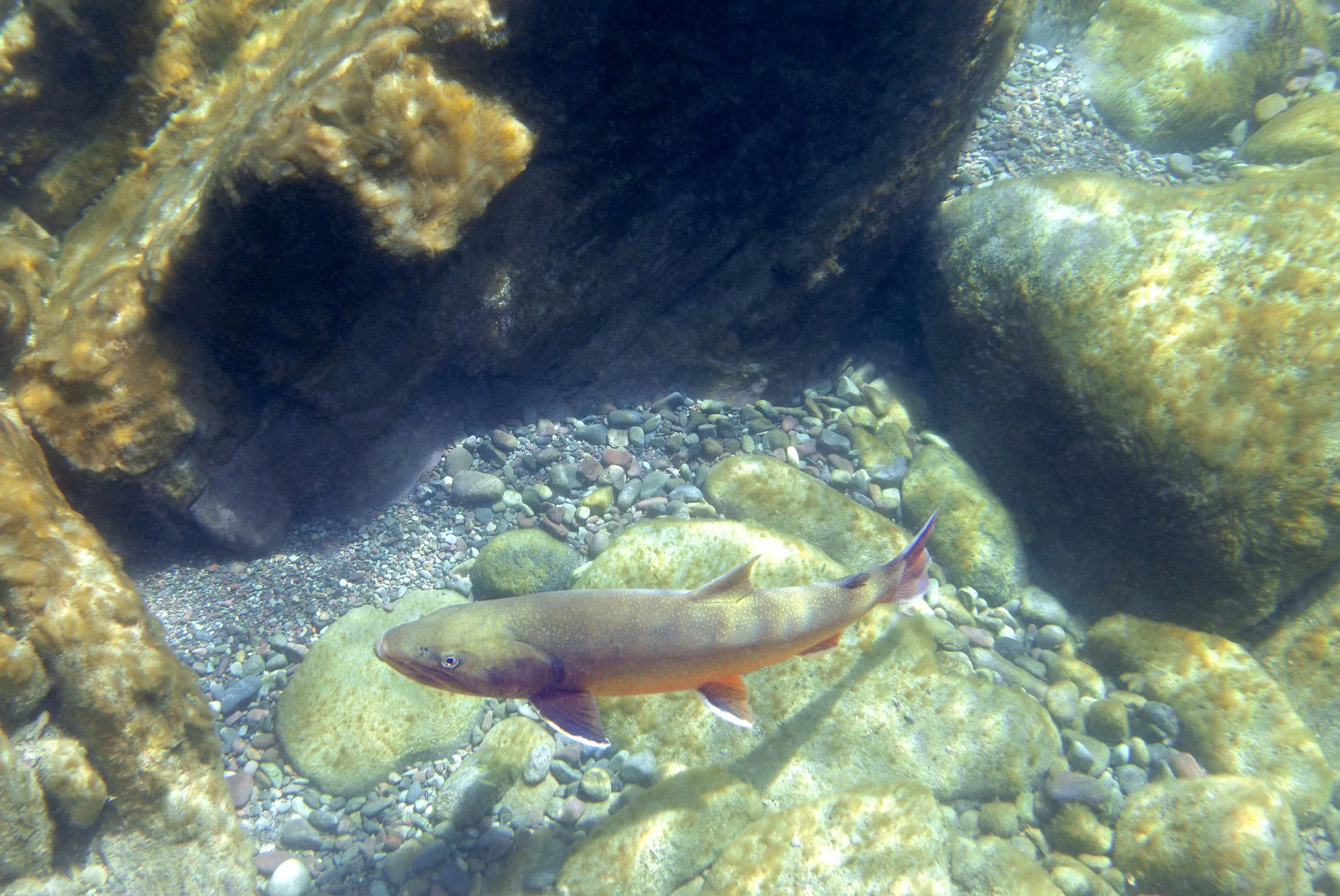 Bull Trout — TROUT AND SALMON PHOTOGRAPHY
