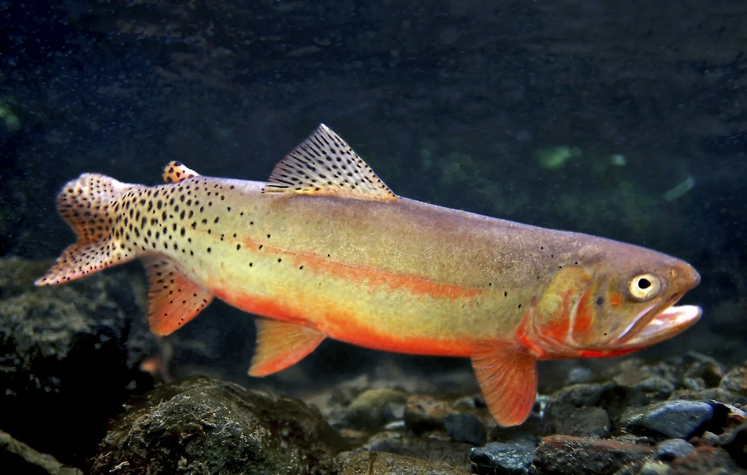 Bonneville Cutthroat-Lahontan Cutthroat--Kokanee-Rio Grande Cutthroat ...