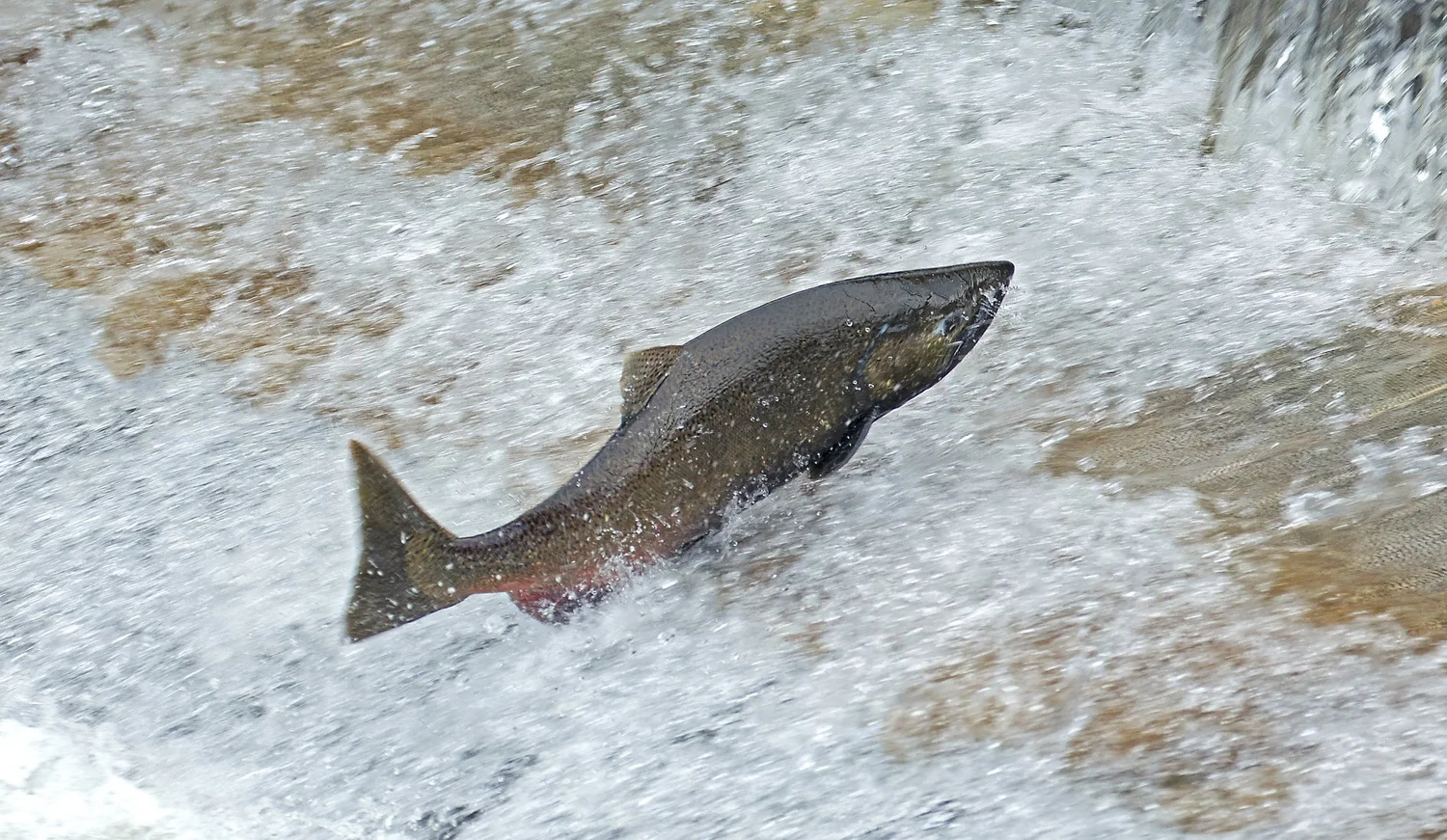 Chum-Coho-Pink-King Salmon — TROUT AND SALMON PHOTOGRAPHY