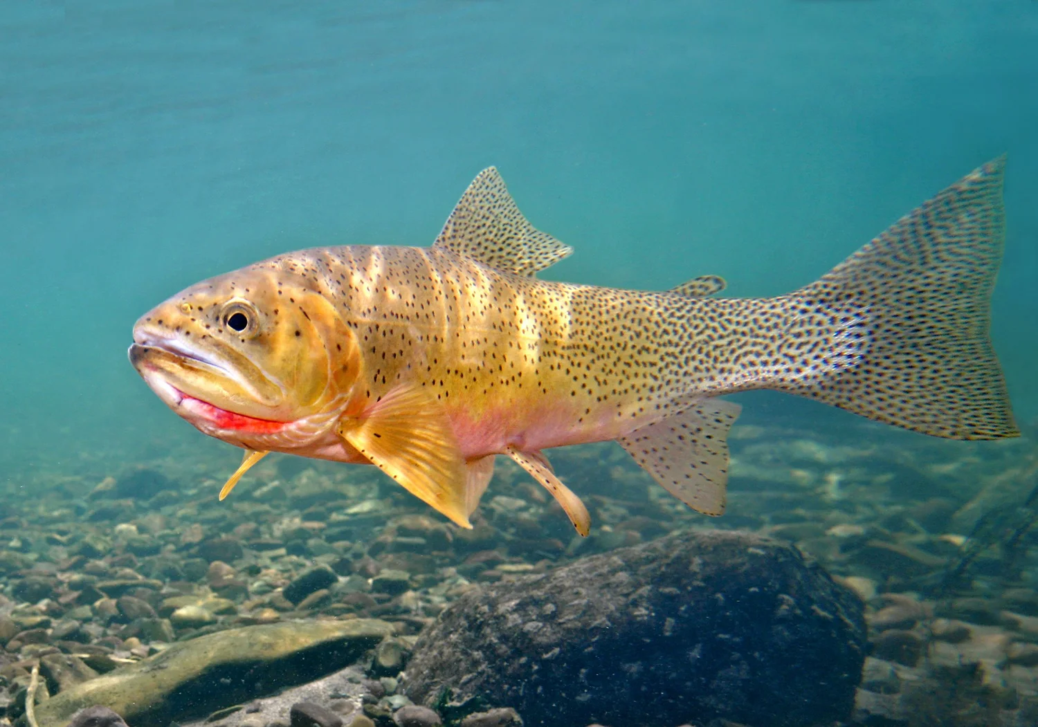 Westslope Cutthroat — TROUT AND SALMON PHOTOGRAPHY