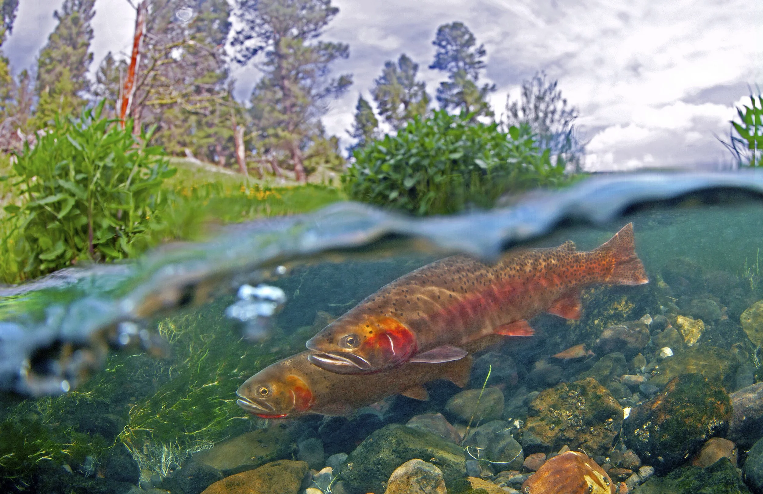 Yellowstone Cutthroat — TROUT AND SALMON PHOTOGRAPHY