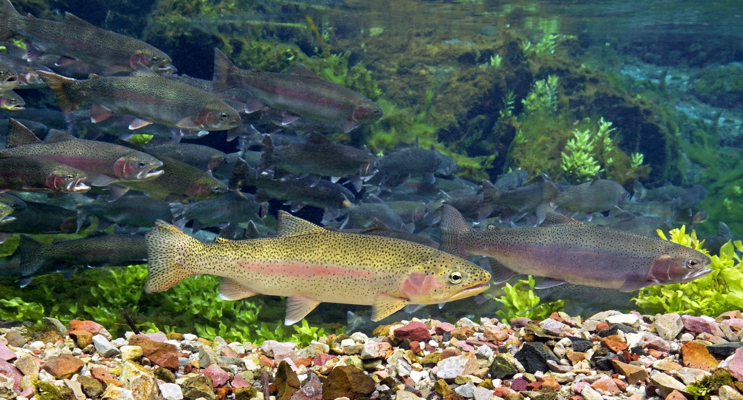 Rainbow Trout — TROUT AND SALMON PHOTOGRAPHY