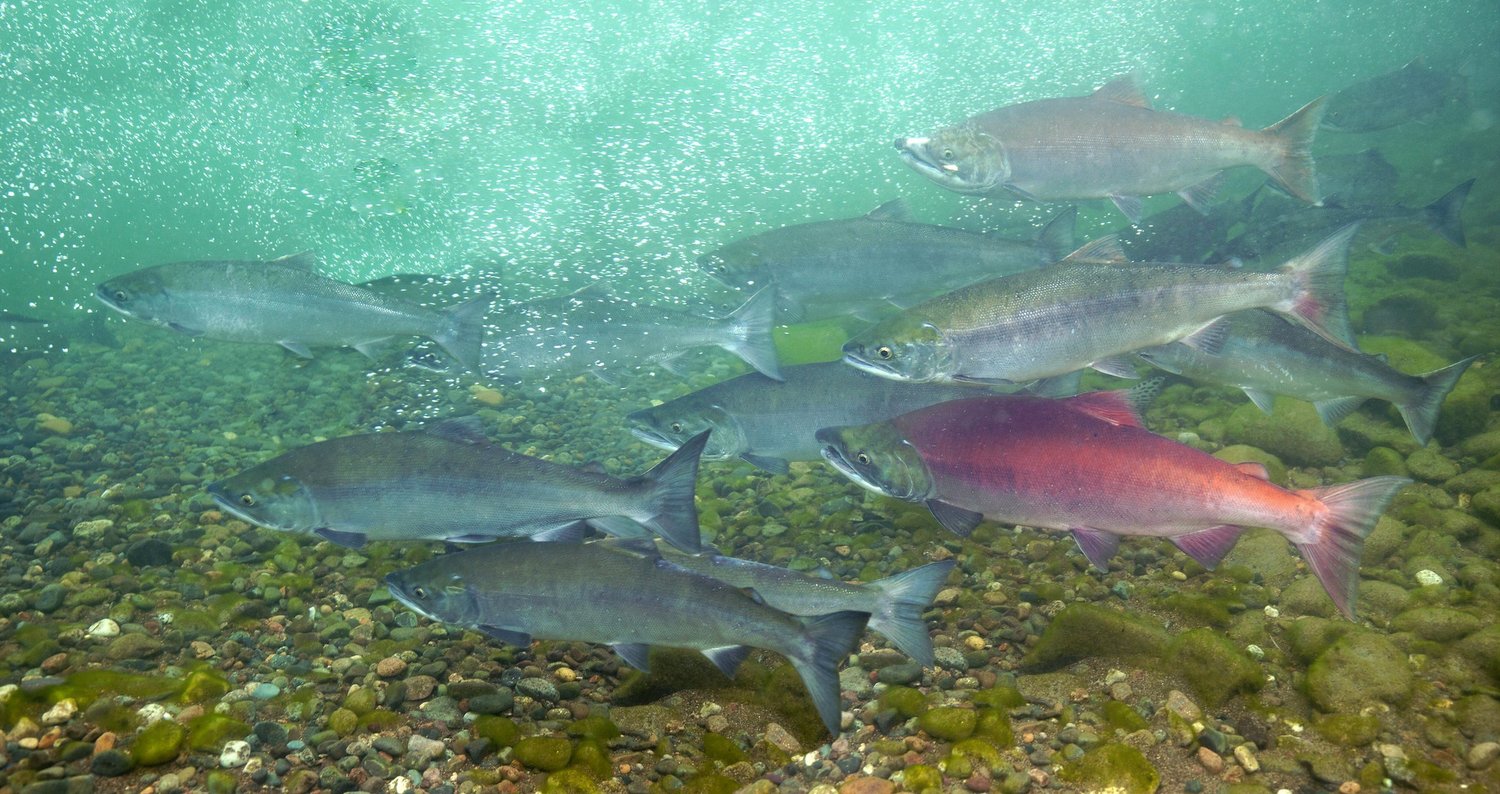 Sockeye Salmon — TROUT AND SALMON PHOTOGRAPHY