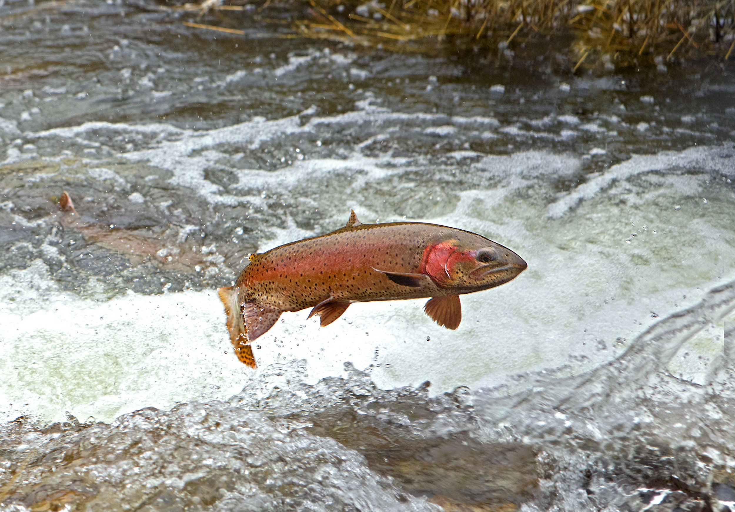 Bonneville Cutthroat-Lahontan Cutthroat--Kokanee-Rio Grande Cutthroat ...