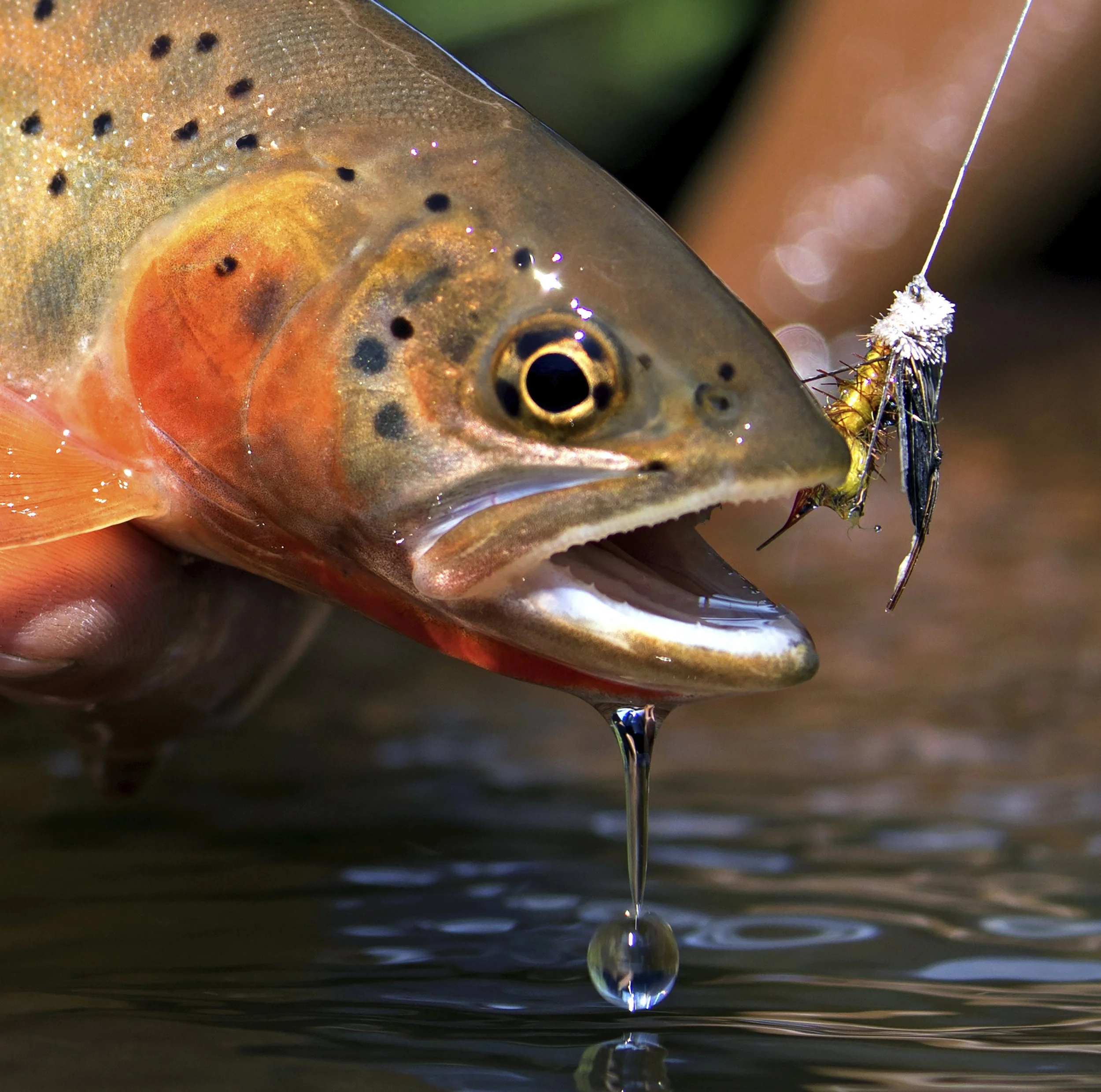 Bonneville Cutthroat-Lahontan Cutthroat--Kokanee-Rio Grande Cutthroat ...