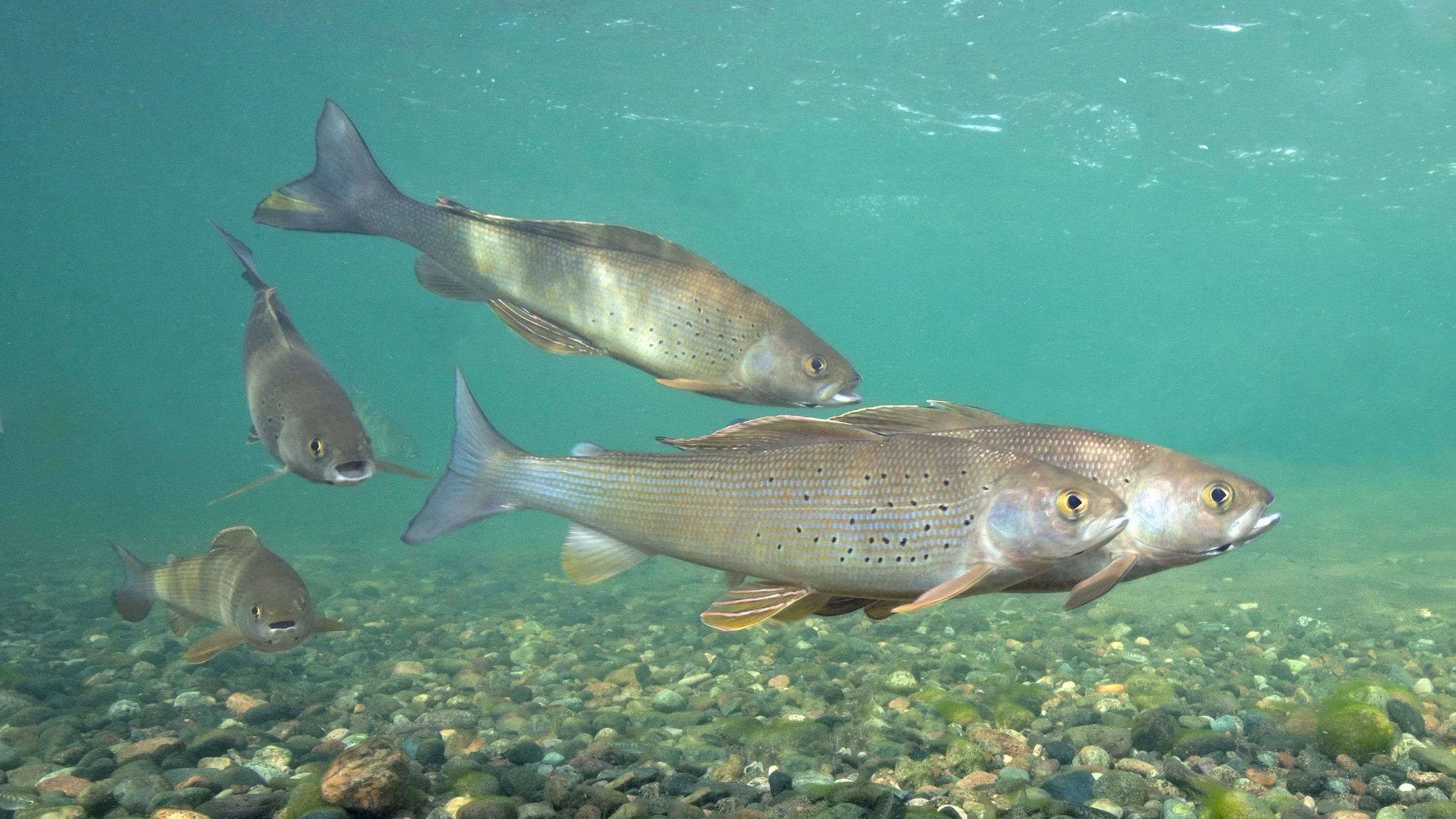 Grayling — TROUT AND SALMON PHOTOGRAPHY