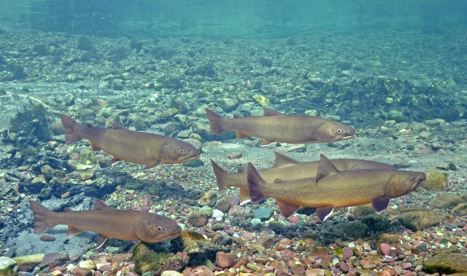 Bull Trout — TROUT AND SALMON PHOTOGRAPHY