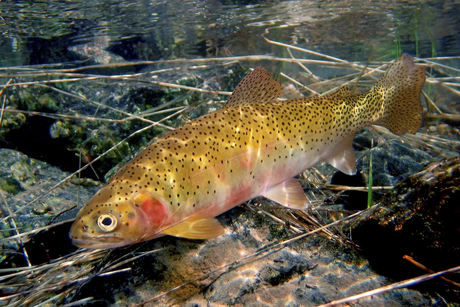 Westslope Cutthroat — TROUT AND SALMON PHOTOGRAPHY