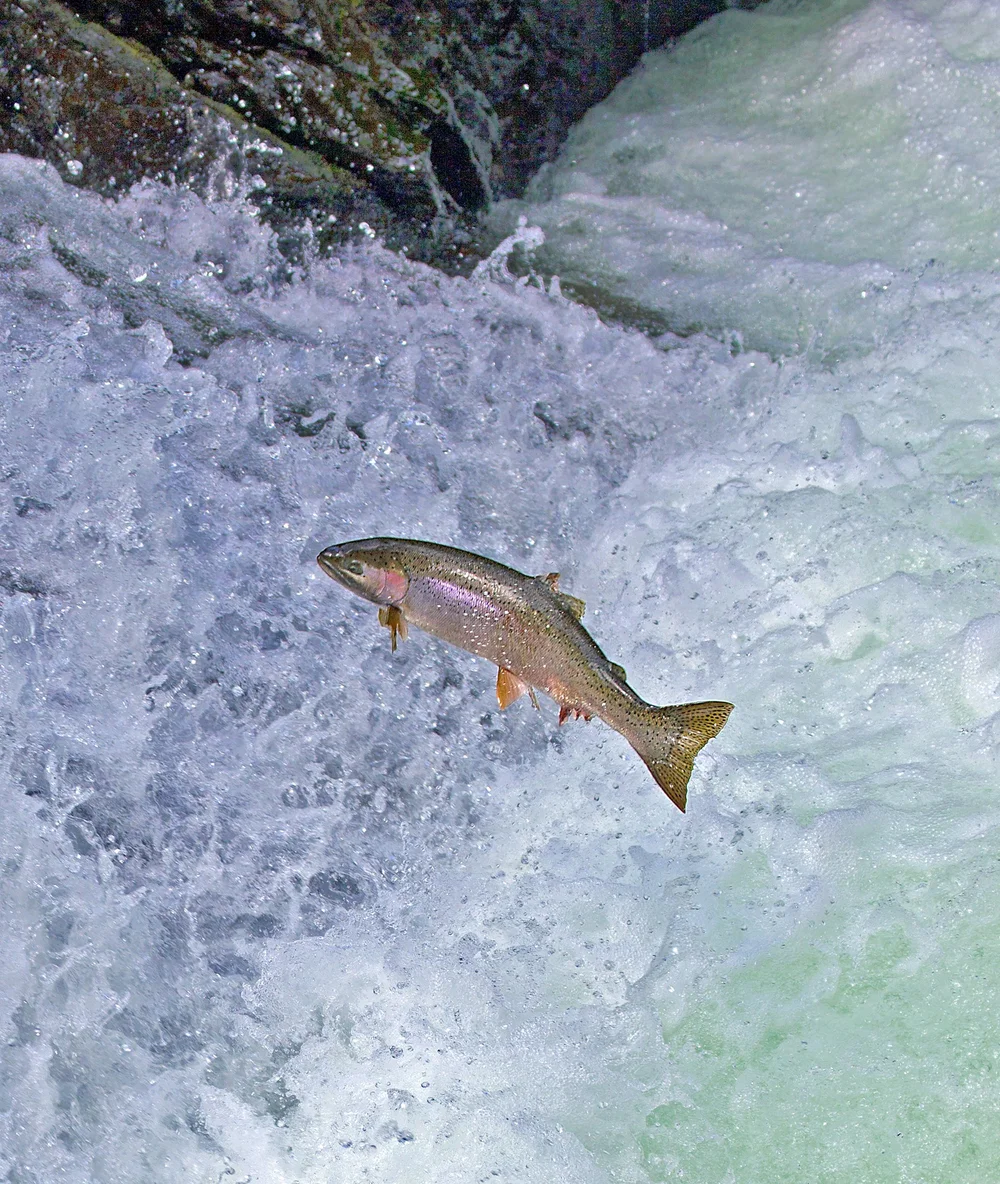 Steelhead — TROUT AND SALMON PHOTOGRAPHY