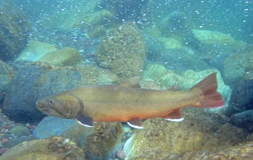 Bull Trout — TROUT AND SALMON PHOTOGRAPHY