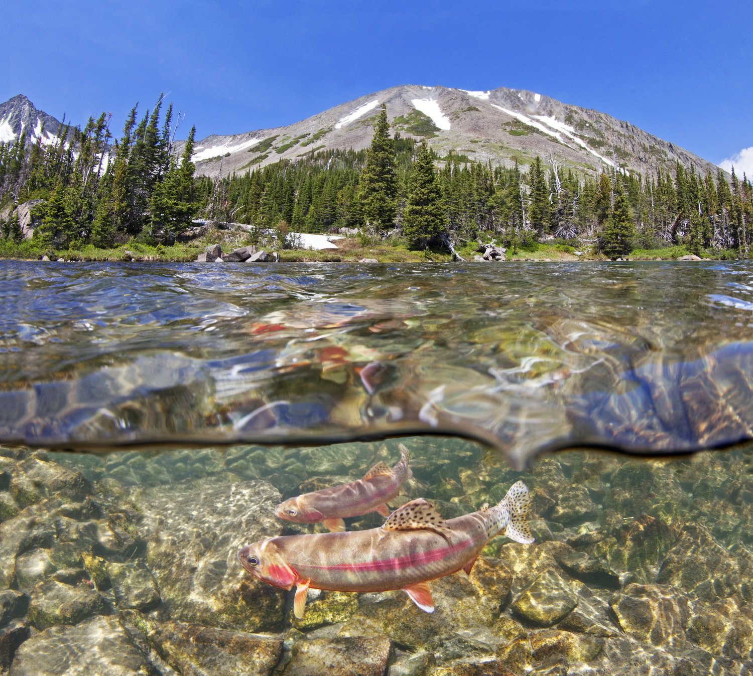 Golden Trout — TROUT AND SALMON PHOTOGRAPHY