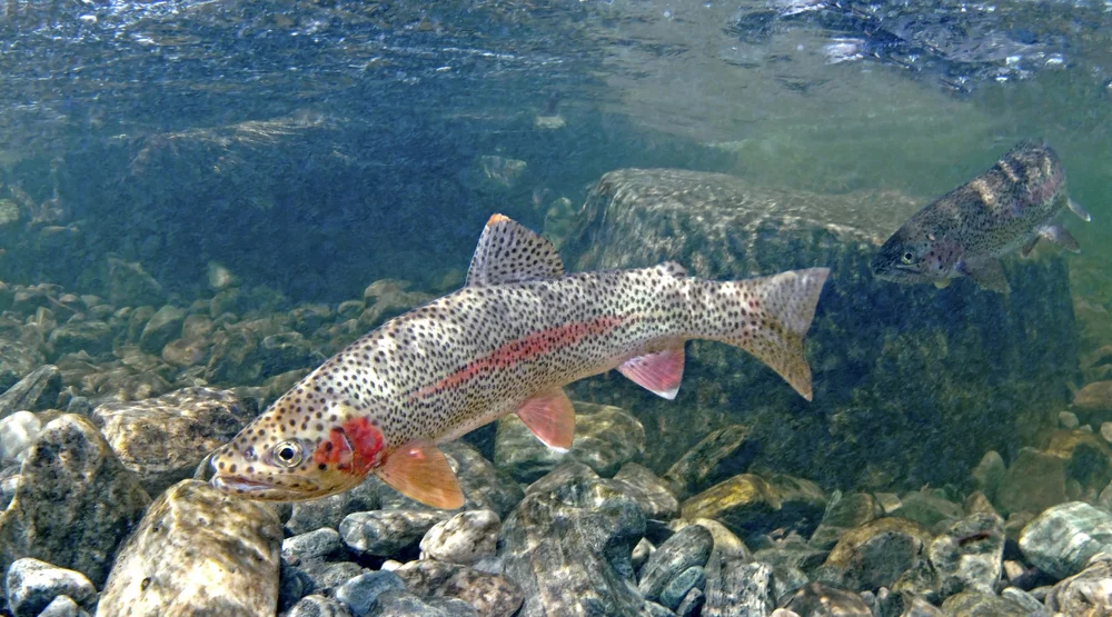Leopard Rainbow-Deschutes River Redside-Native Inland Redband Rainbow ...