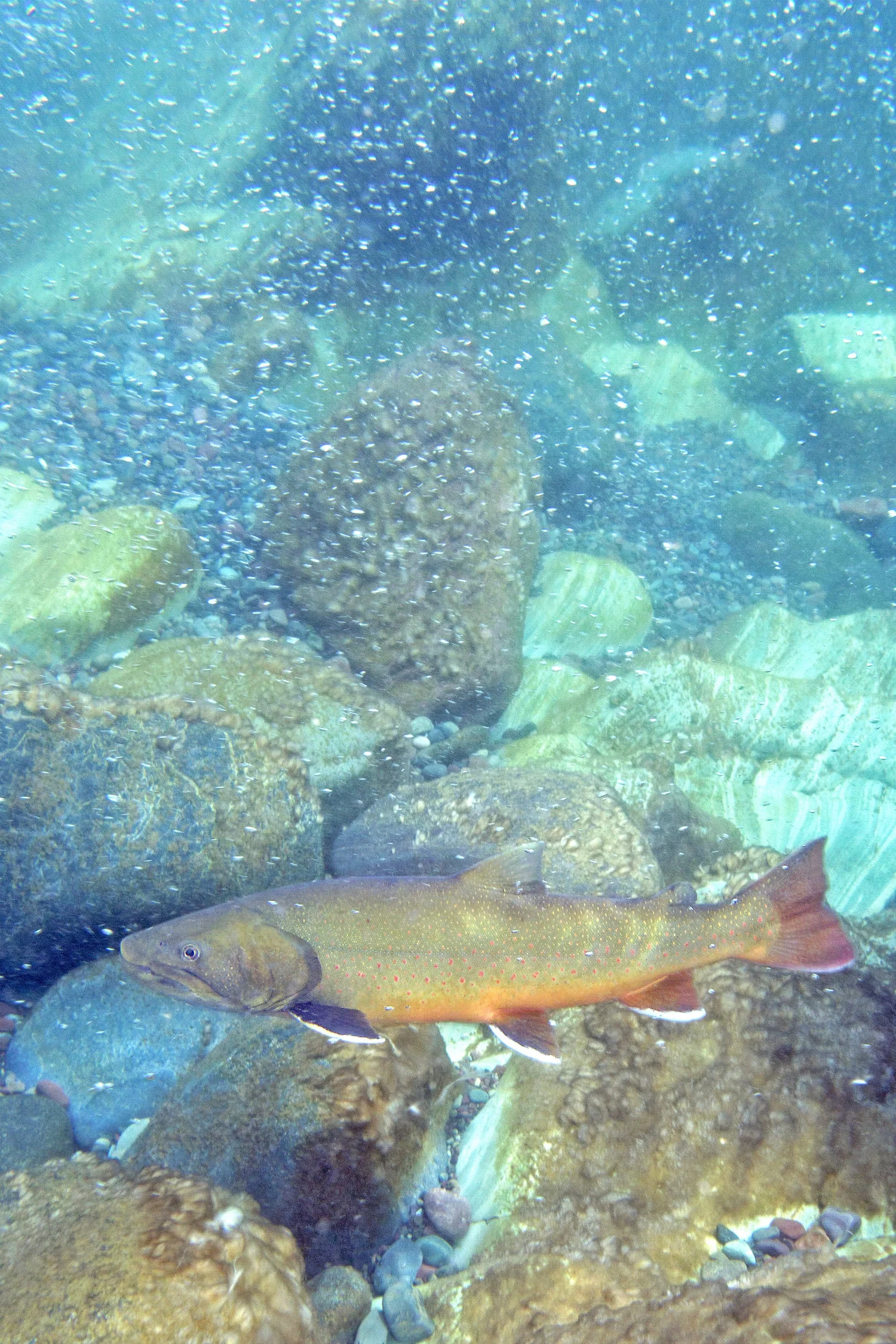 Bull Trout — TROUT AND SALMON PHOTOGRAPHY