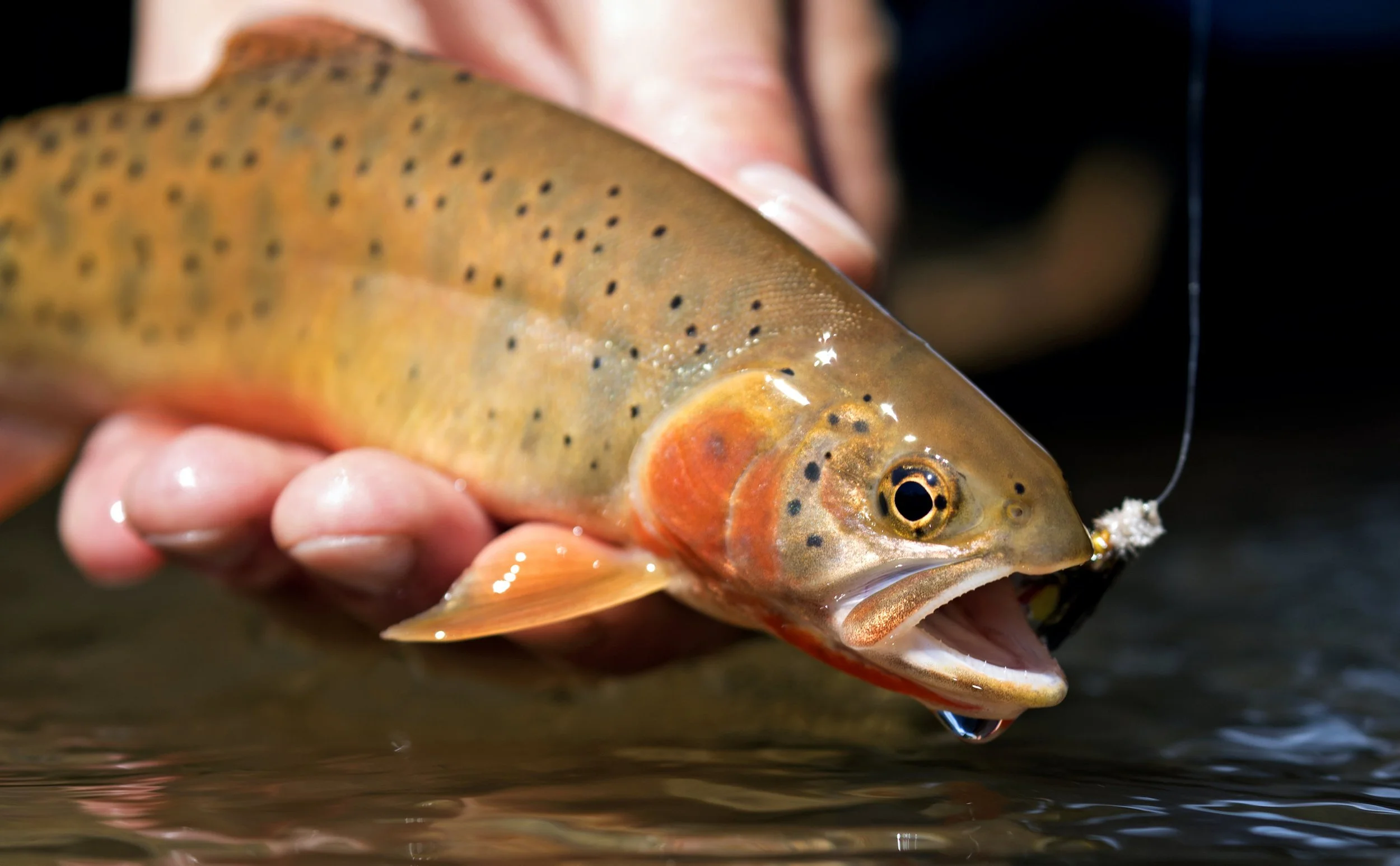 Bonneville Cutthroat-Lahontan Cutthroat--Kokanee-Rio Grande Cutthroat ...