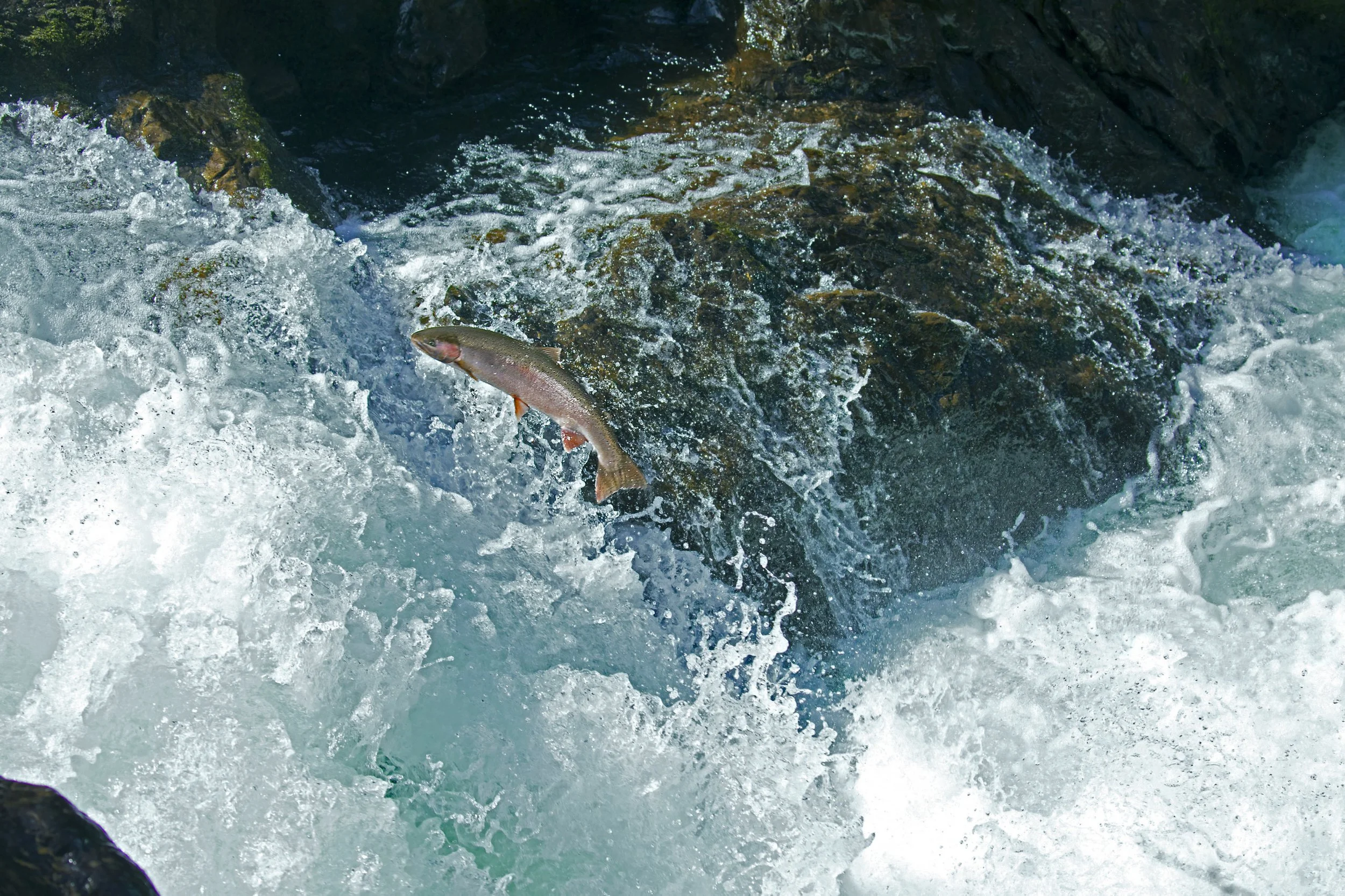Steelhead — TROUT AND SALMON PHOTOGRAPHY